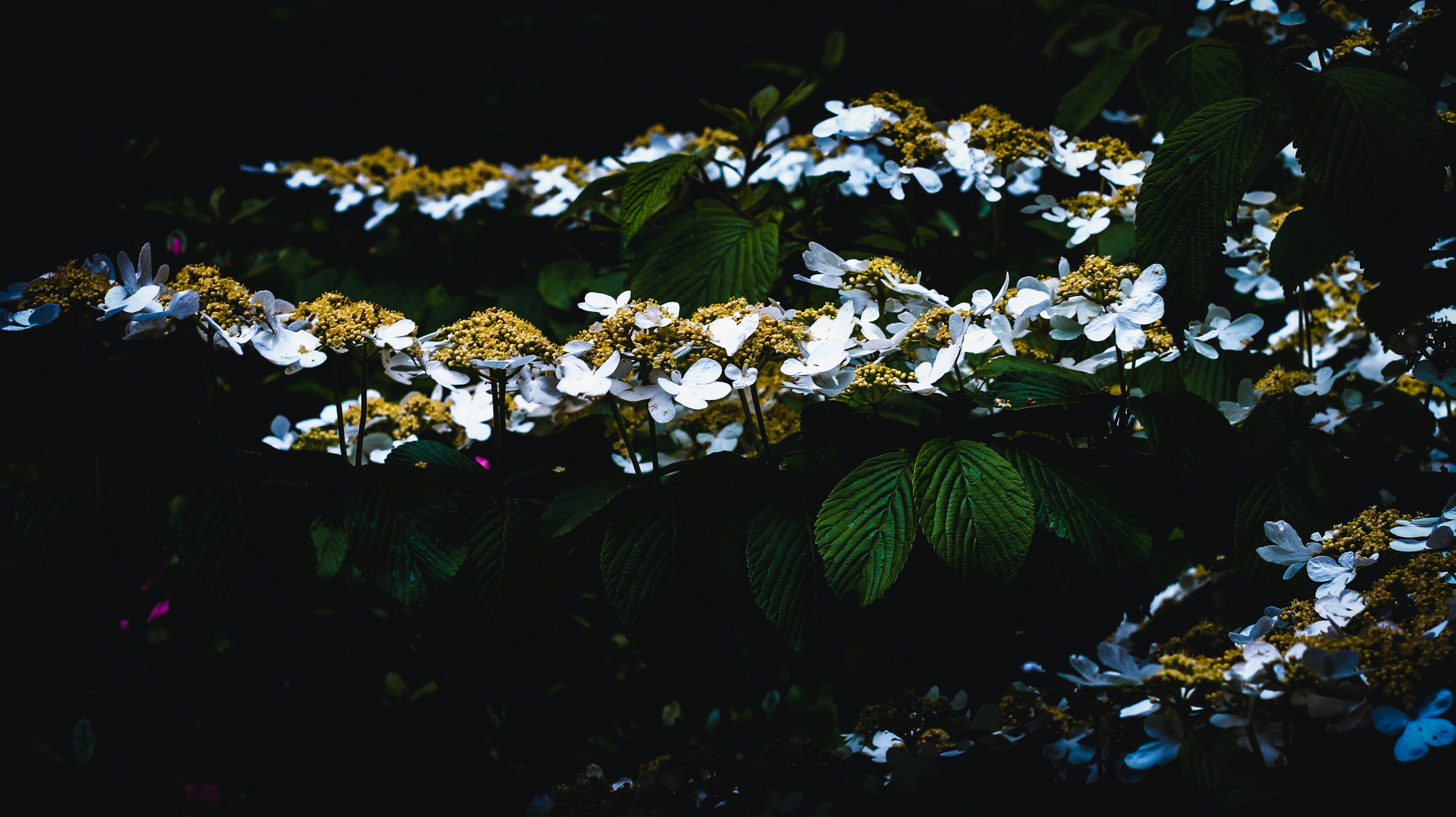 Dusk-lit Hydrangeas: White Clusters Against Velvet Foliage