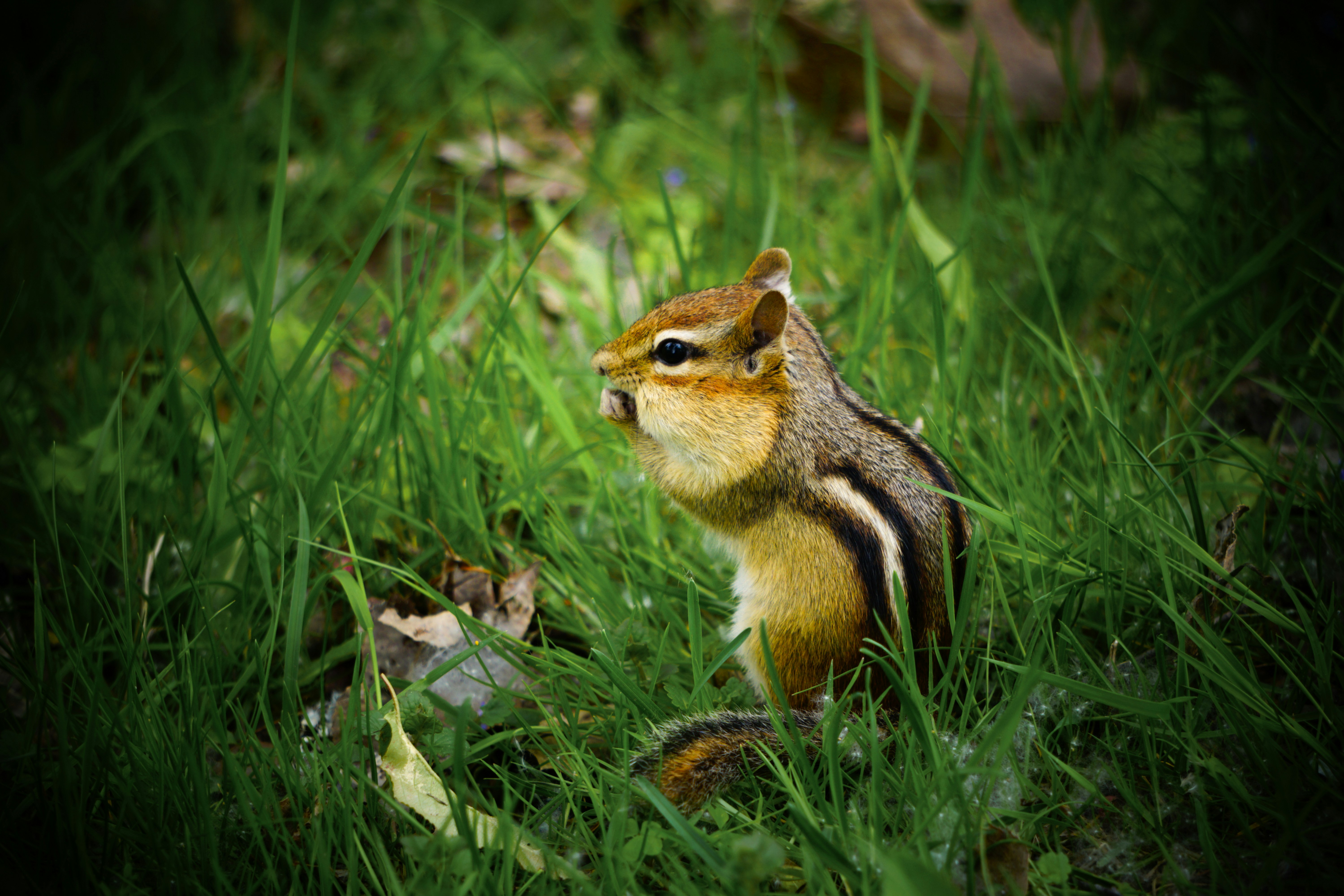 Chipmunk Sentinel in Verdant Grass