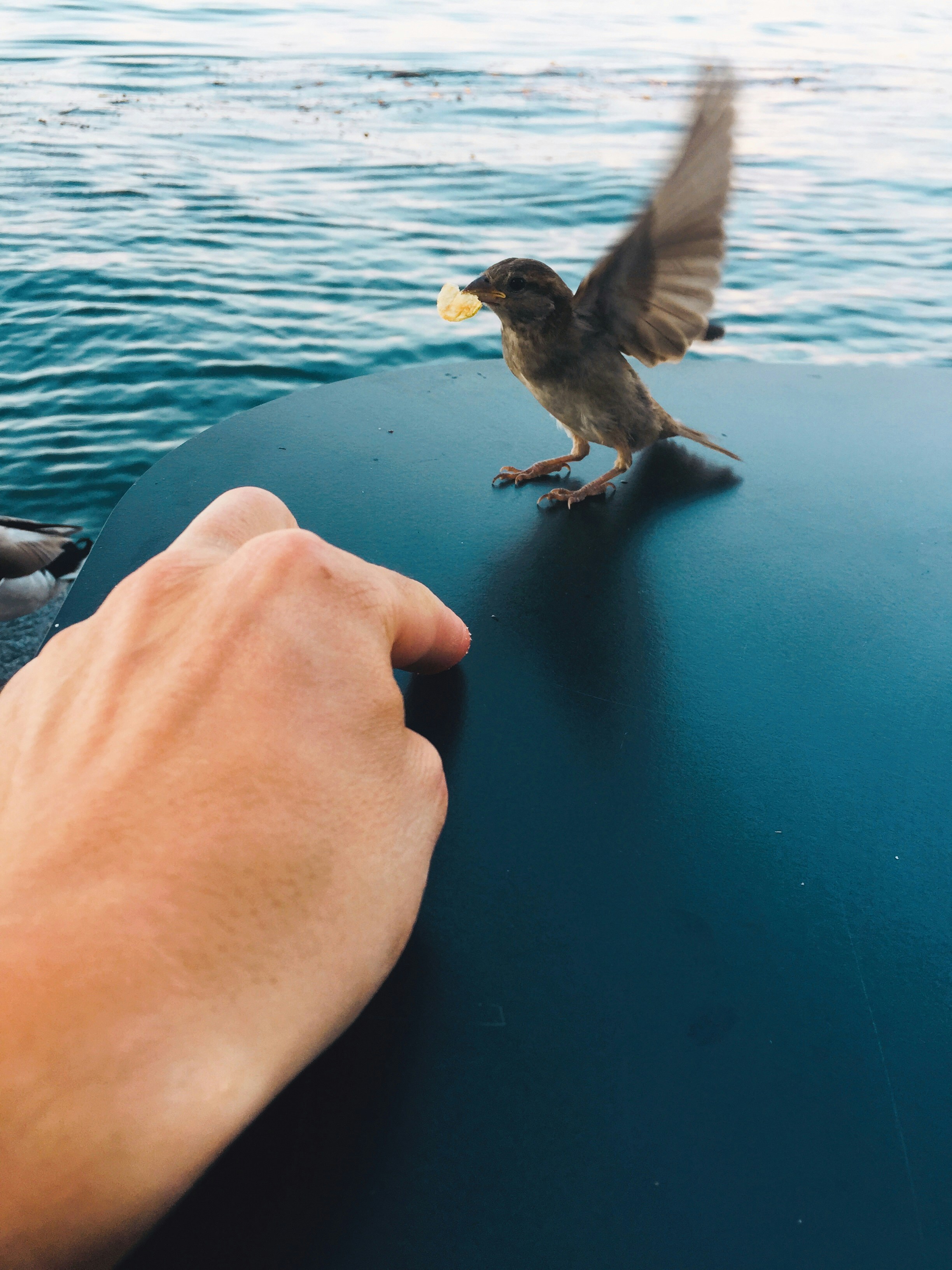 Crumb Tango: A Tiny Bird Reaches for a Snack on a Sea-Blue Deck