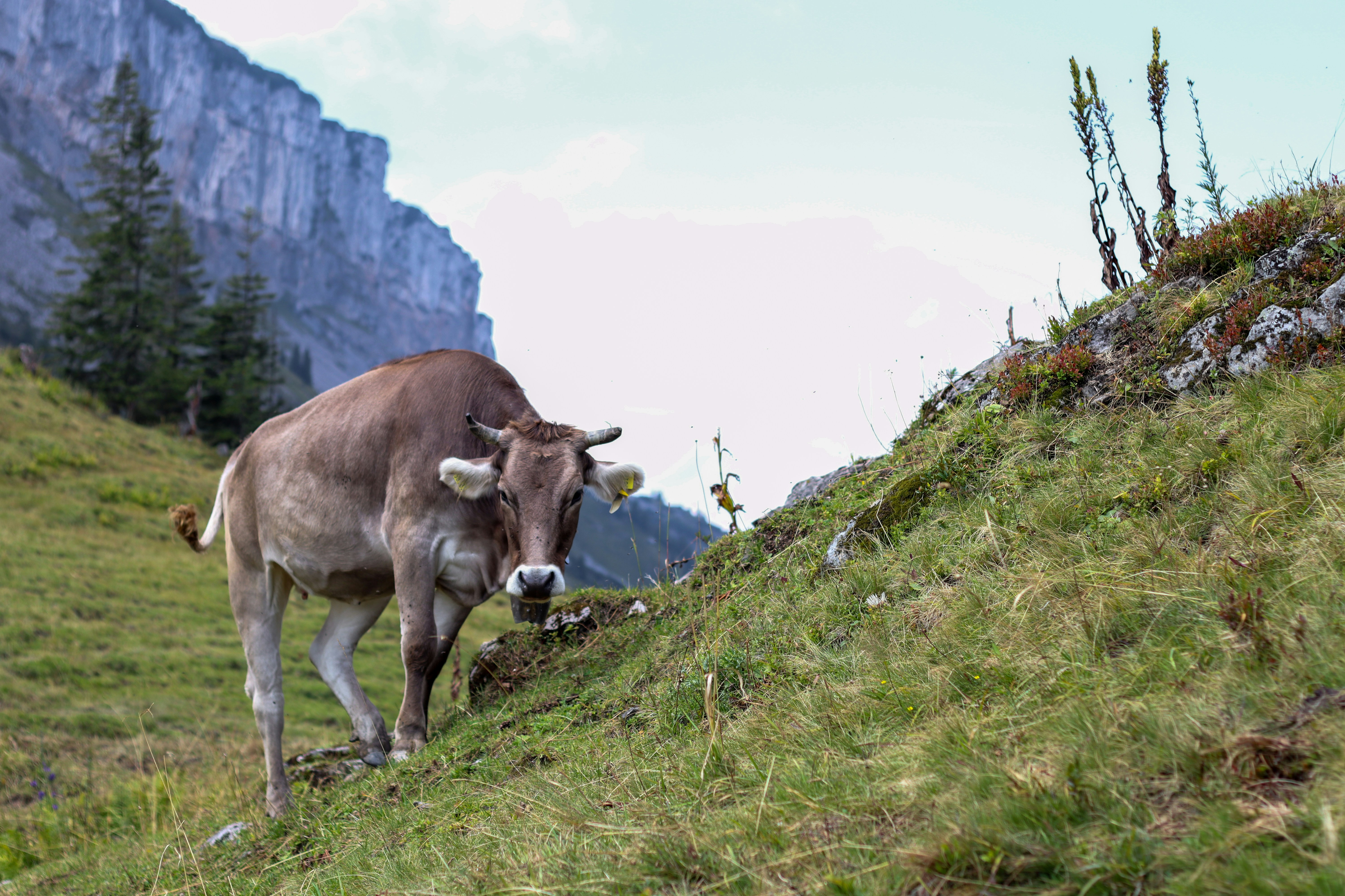 Pastoral Sentinel on a Mountain Meadow