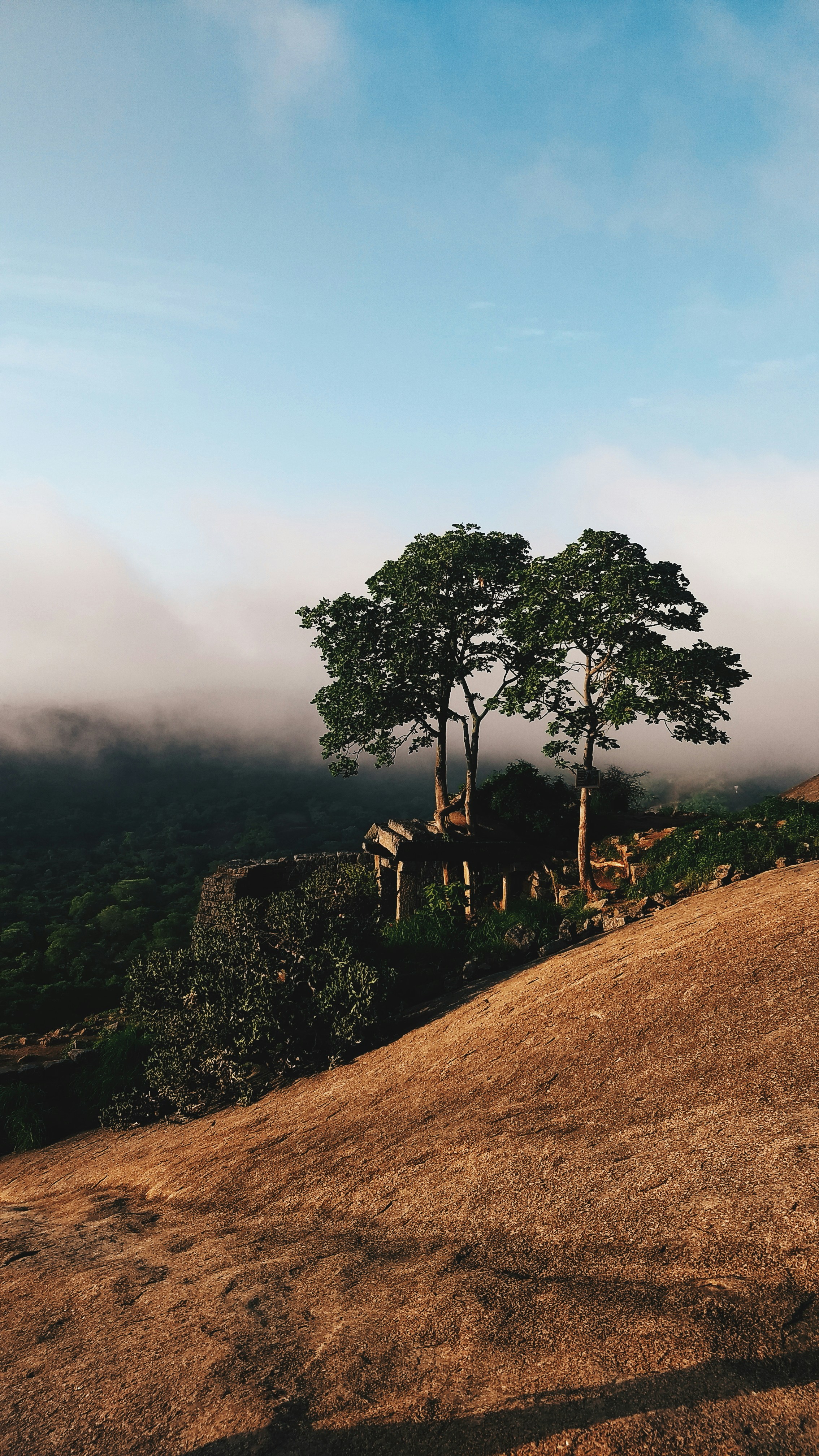 Two trees stand resiliently atop a rocky outcrop, framed by a misty valley below. The soft morning light enhances the serene landscape.