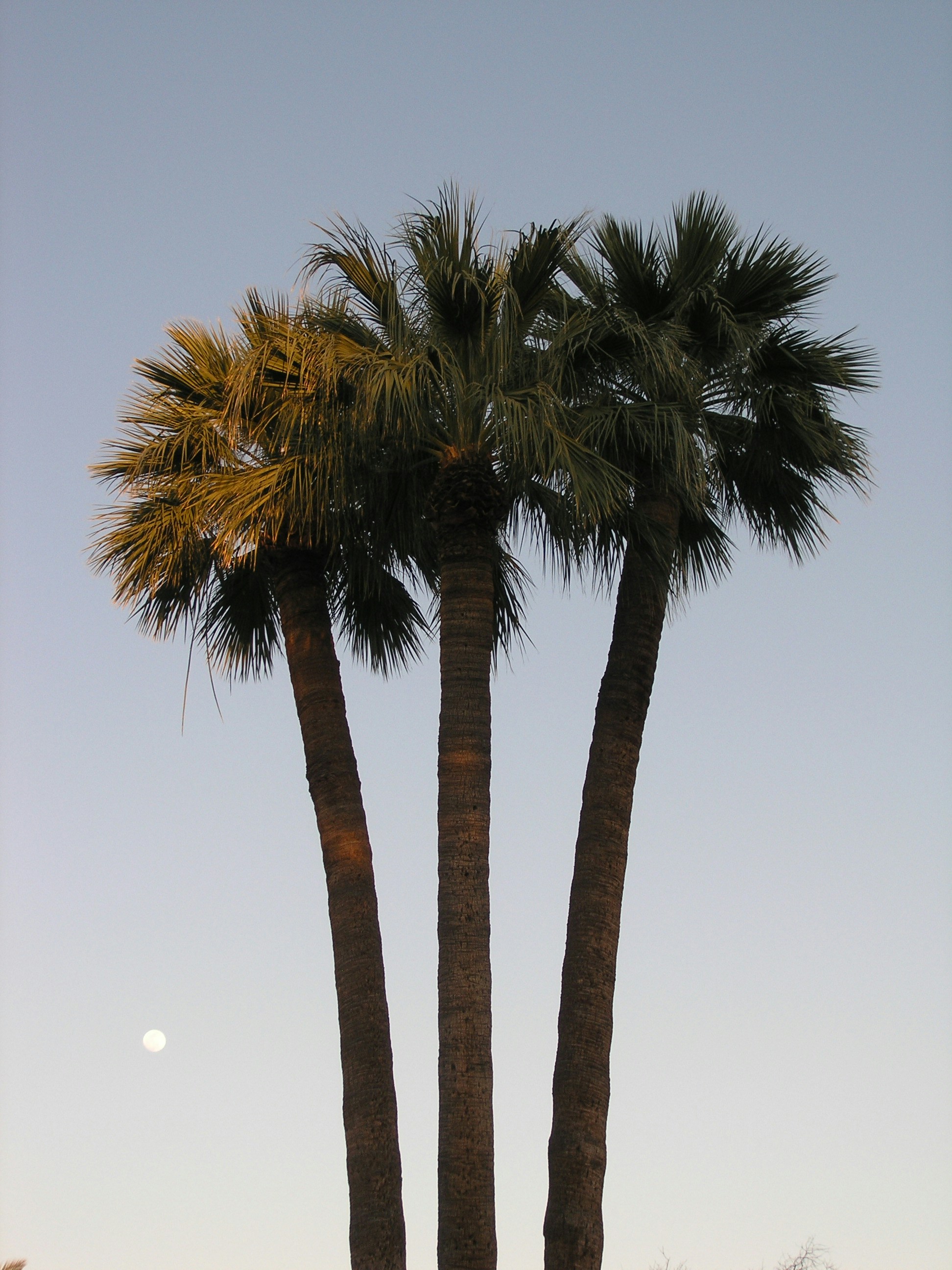 Three coconut trees photo – Free Moon Image on Unsplash