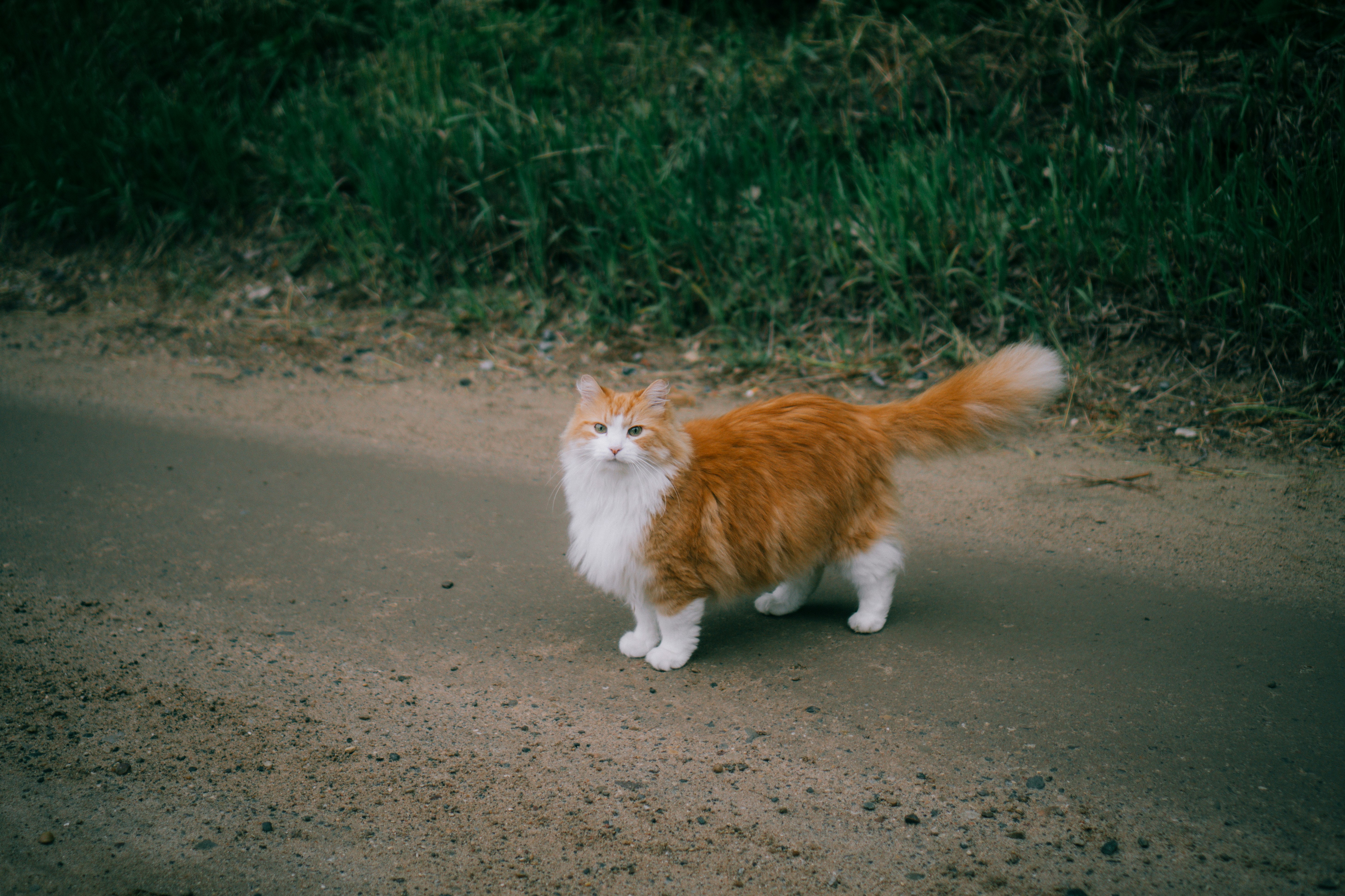 Fluffy orange and white cat stands on a dirt road, looking curiously at the camera amidst green grass.