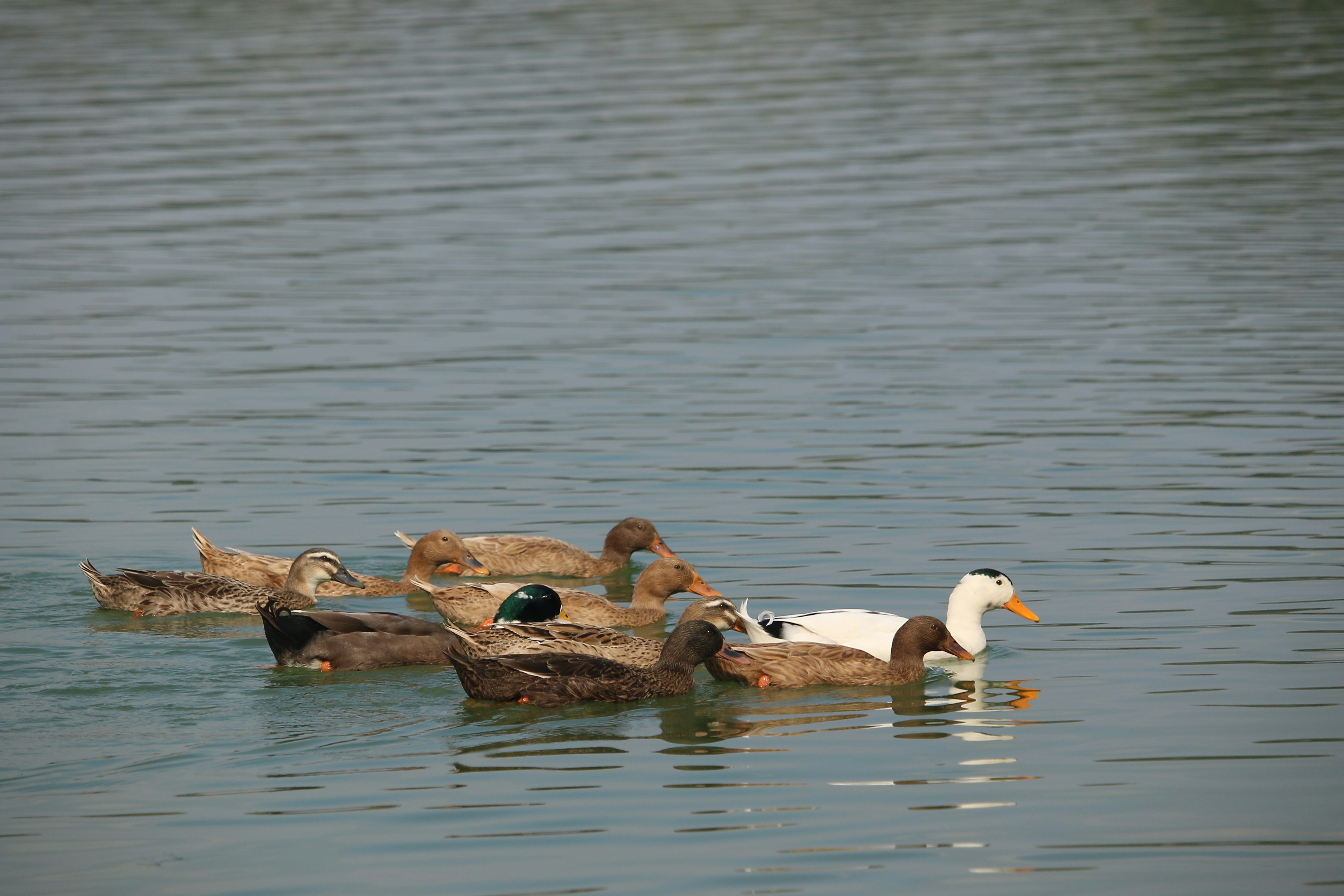 ducks in water