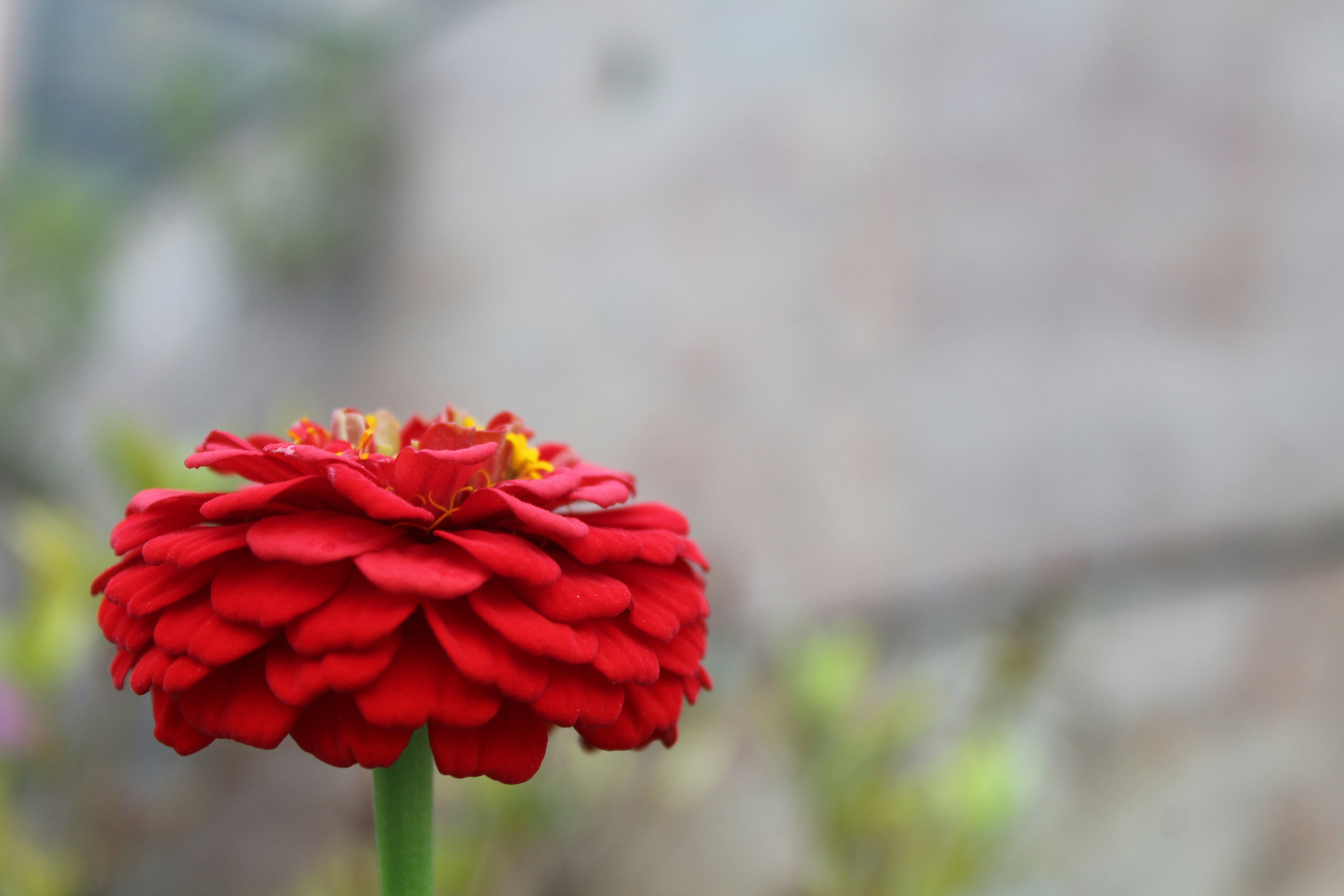 red petaled flowerKhushbu hirpara