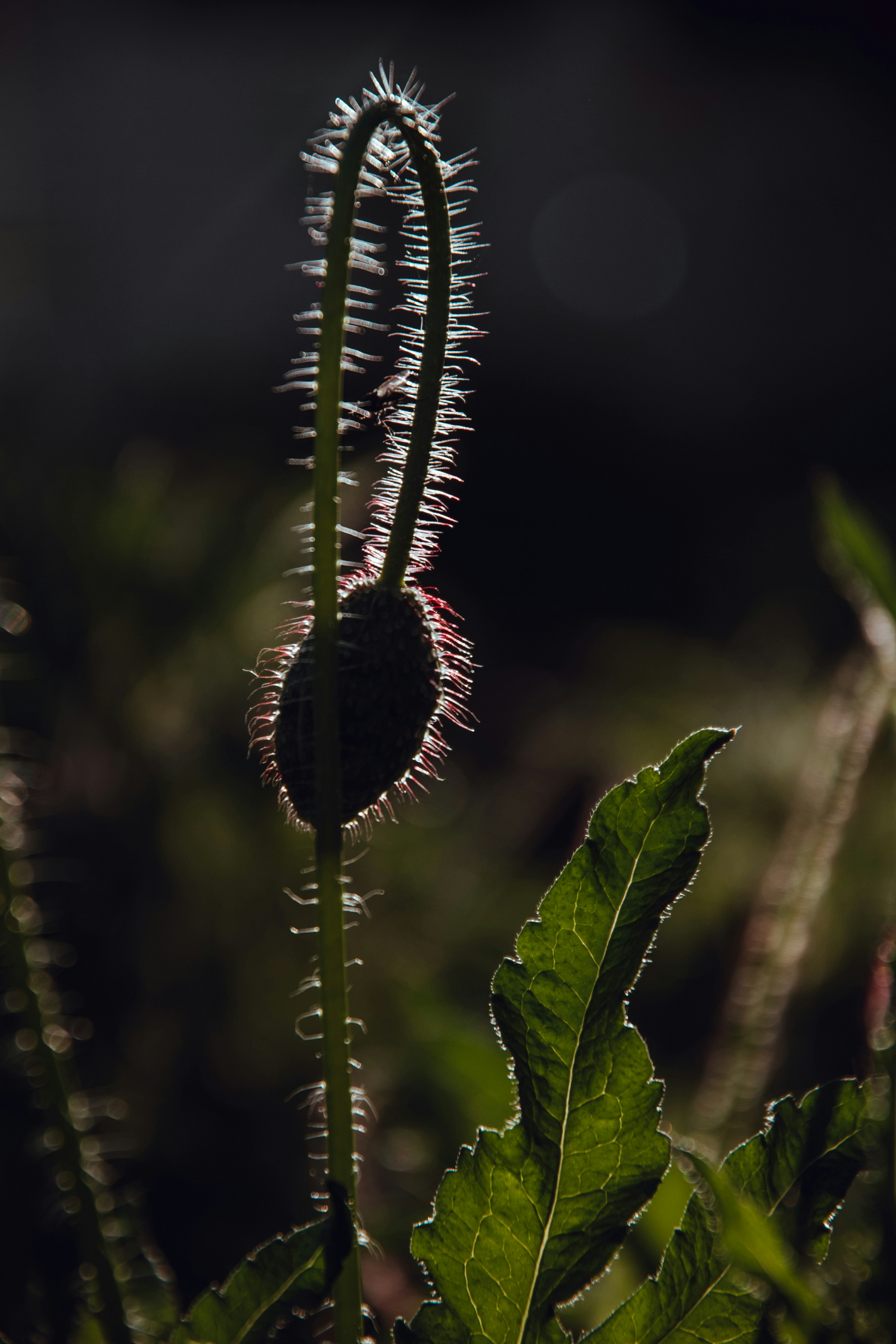 Velvet-Halo Bud: A Hairy Curve in Backlight