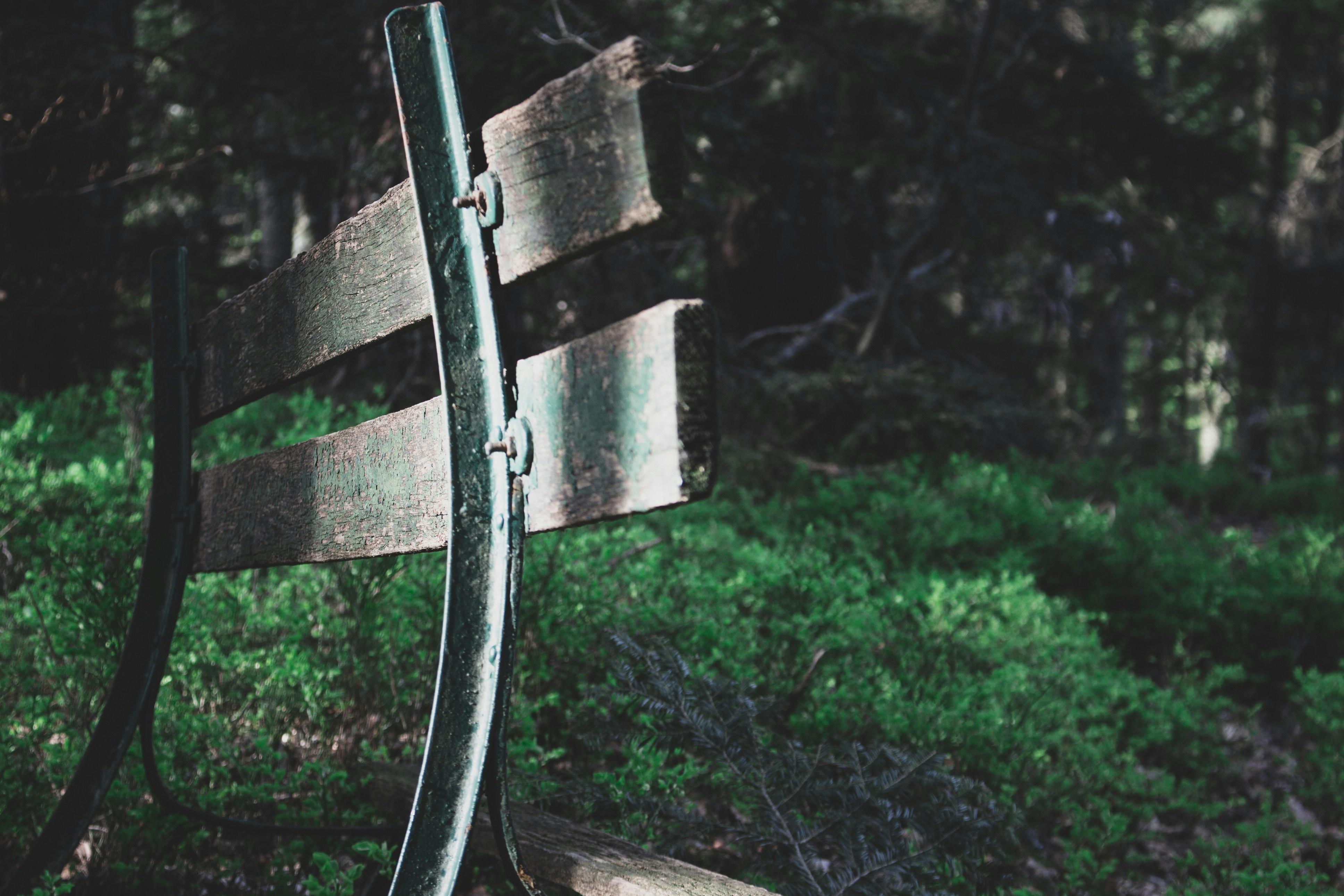 Bent Metal Bench Framing a Quiet Forest Clearing
