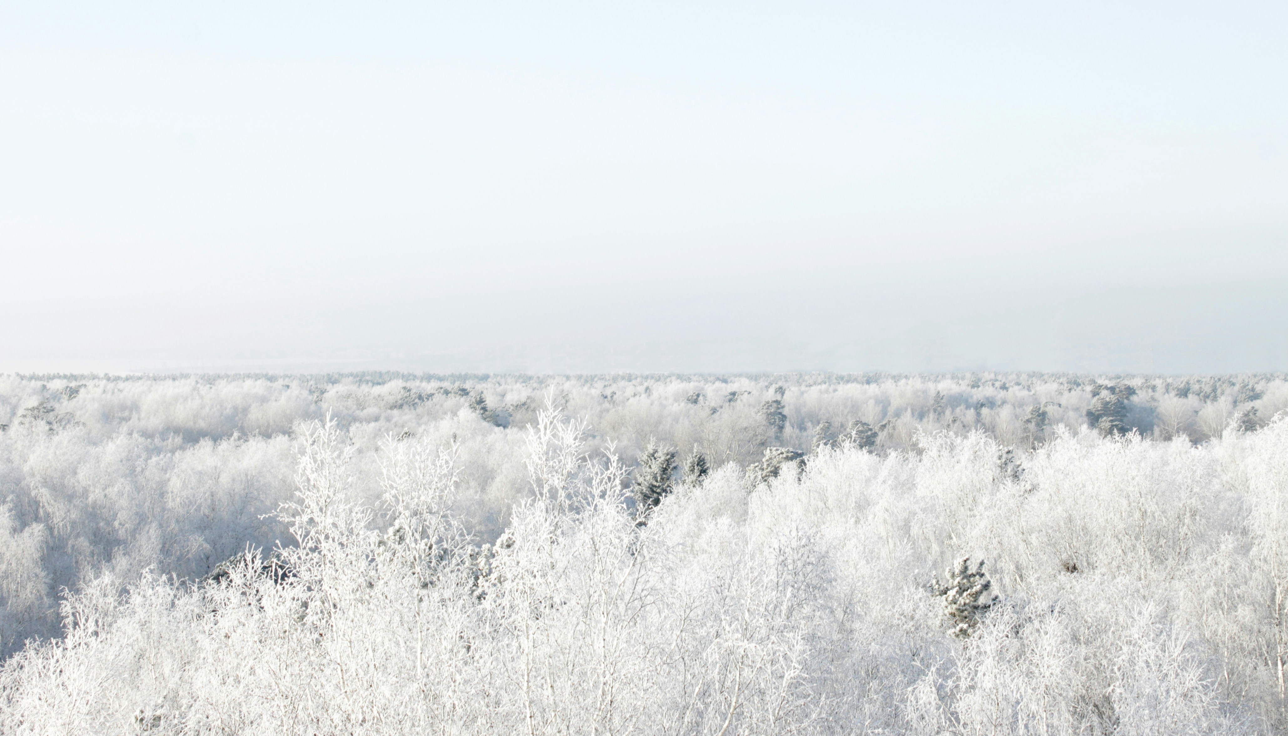 A Winter's Embrace: Nature's Frosted Canvas