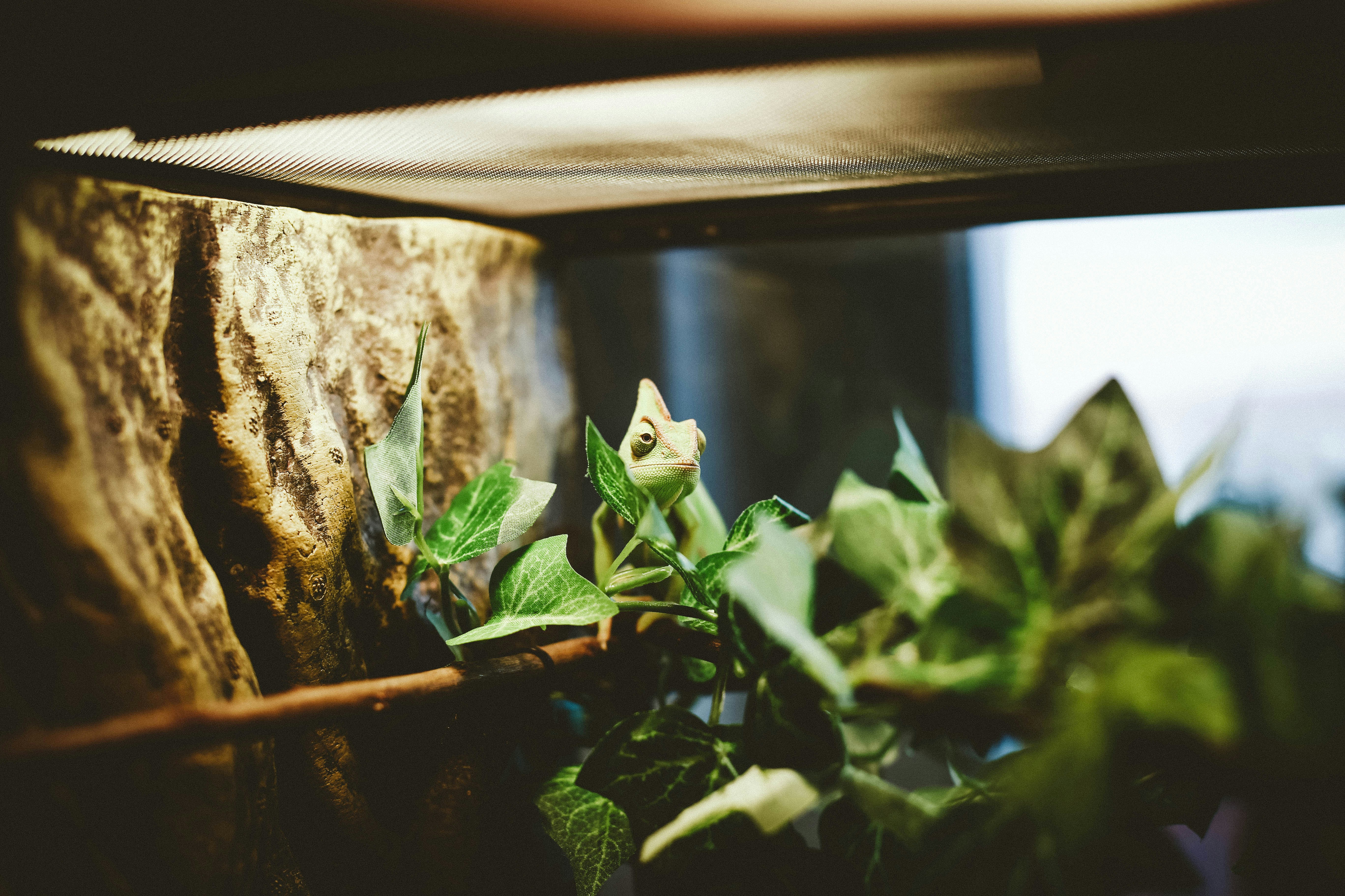 Stone Garden Sentinel: Pale Gecko Among Ivy
