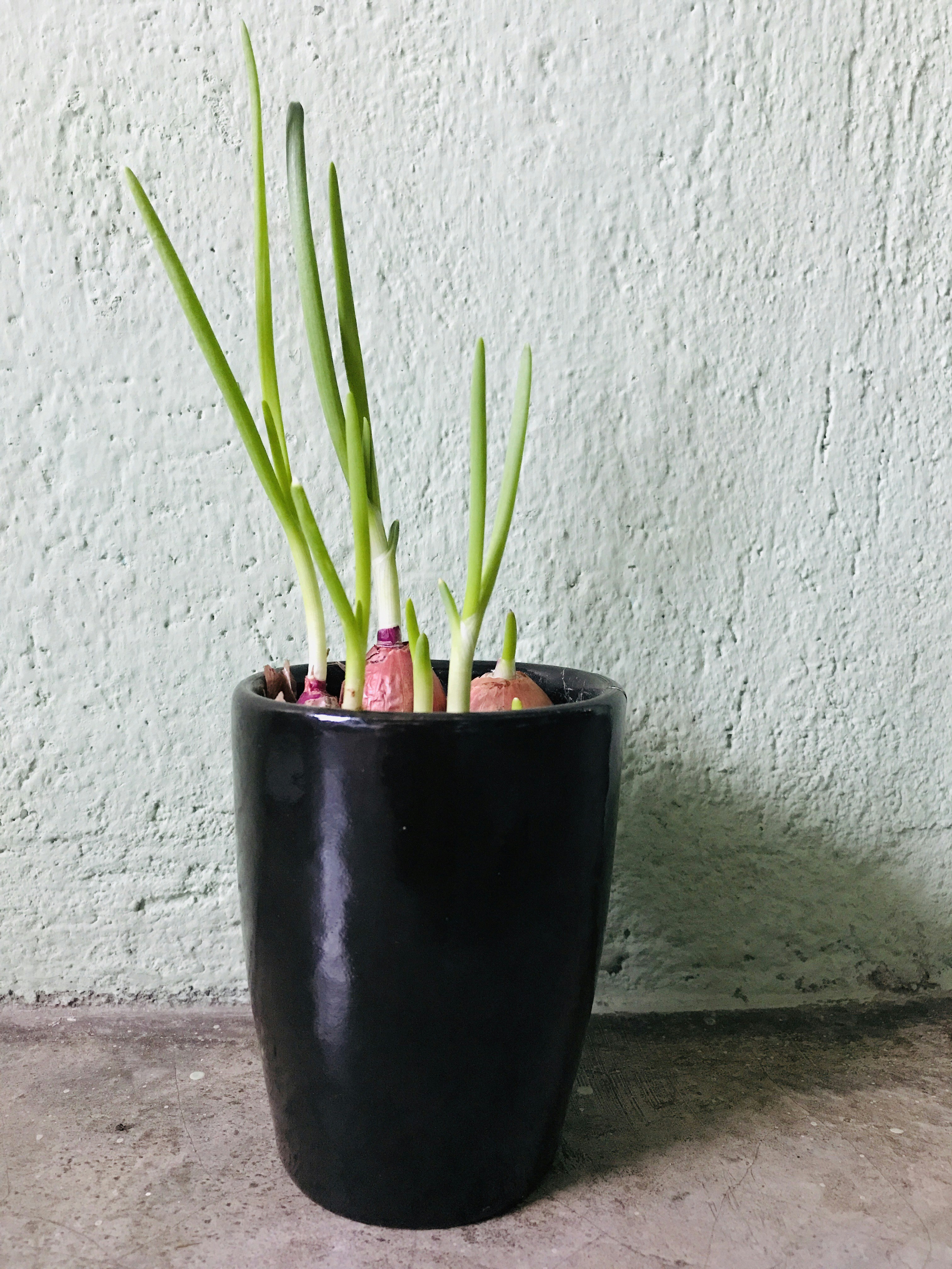 Onion plant in black pot photo – Free Plant Image on Unsplash