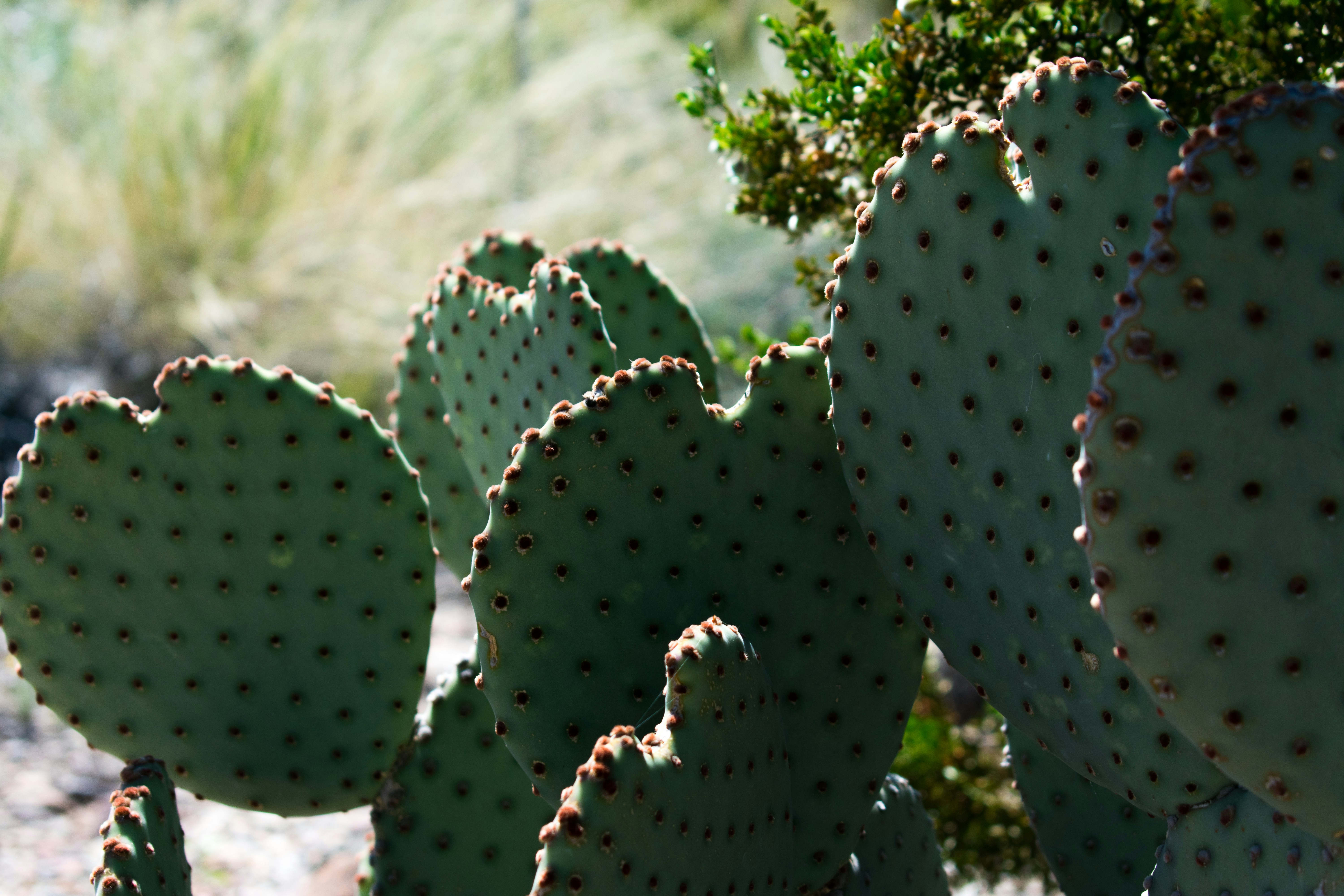Close-up of vibrant prickly pear cactus pads, showcasing their unique texture and form against a blurred desert backdrop.