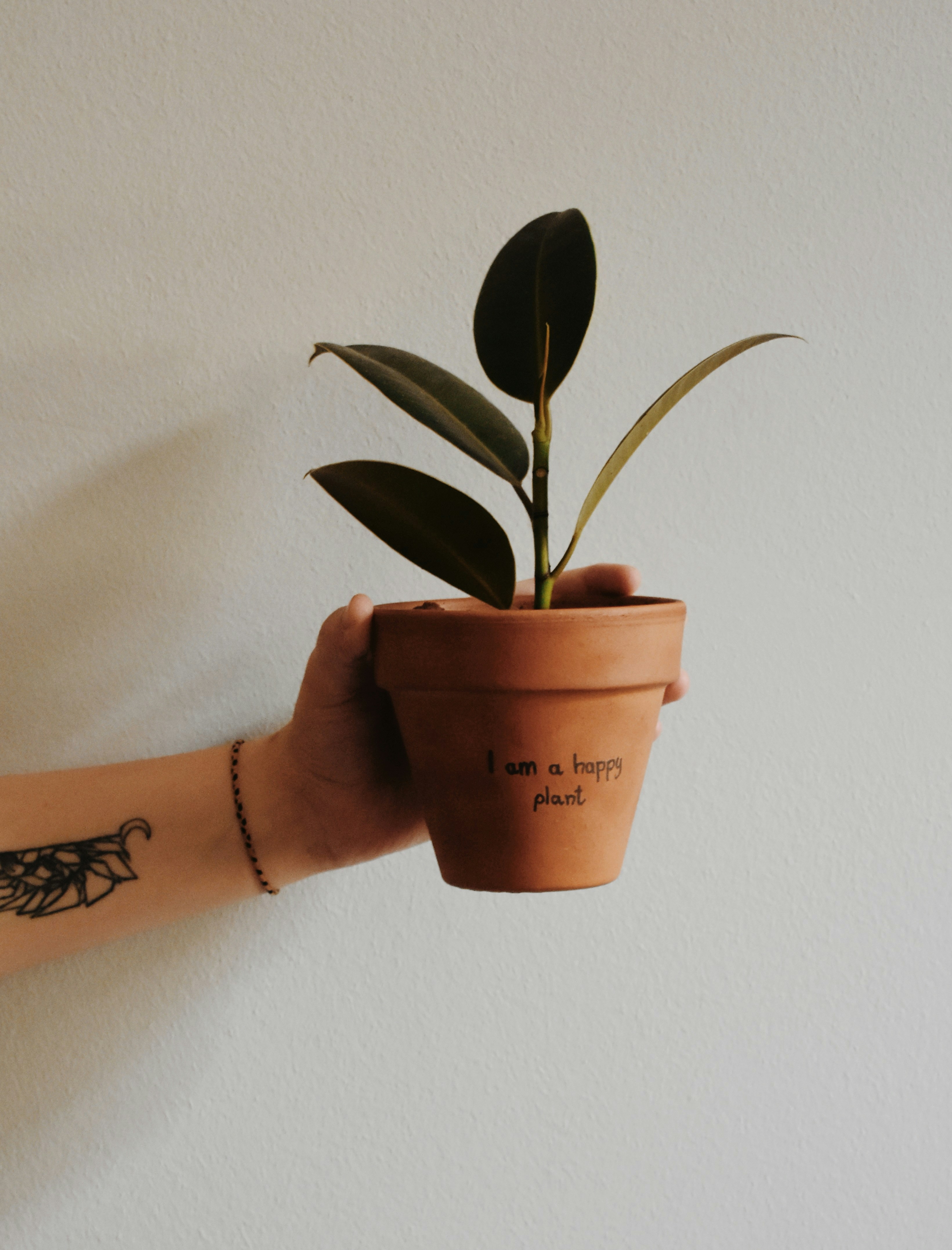 Hand-Held Hope: A Terracotta Pot Embracing a Budding Plant