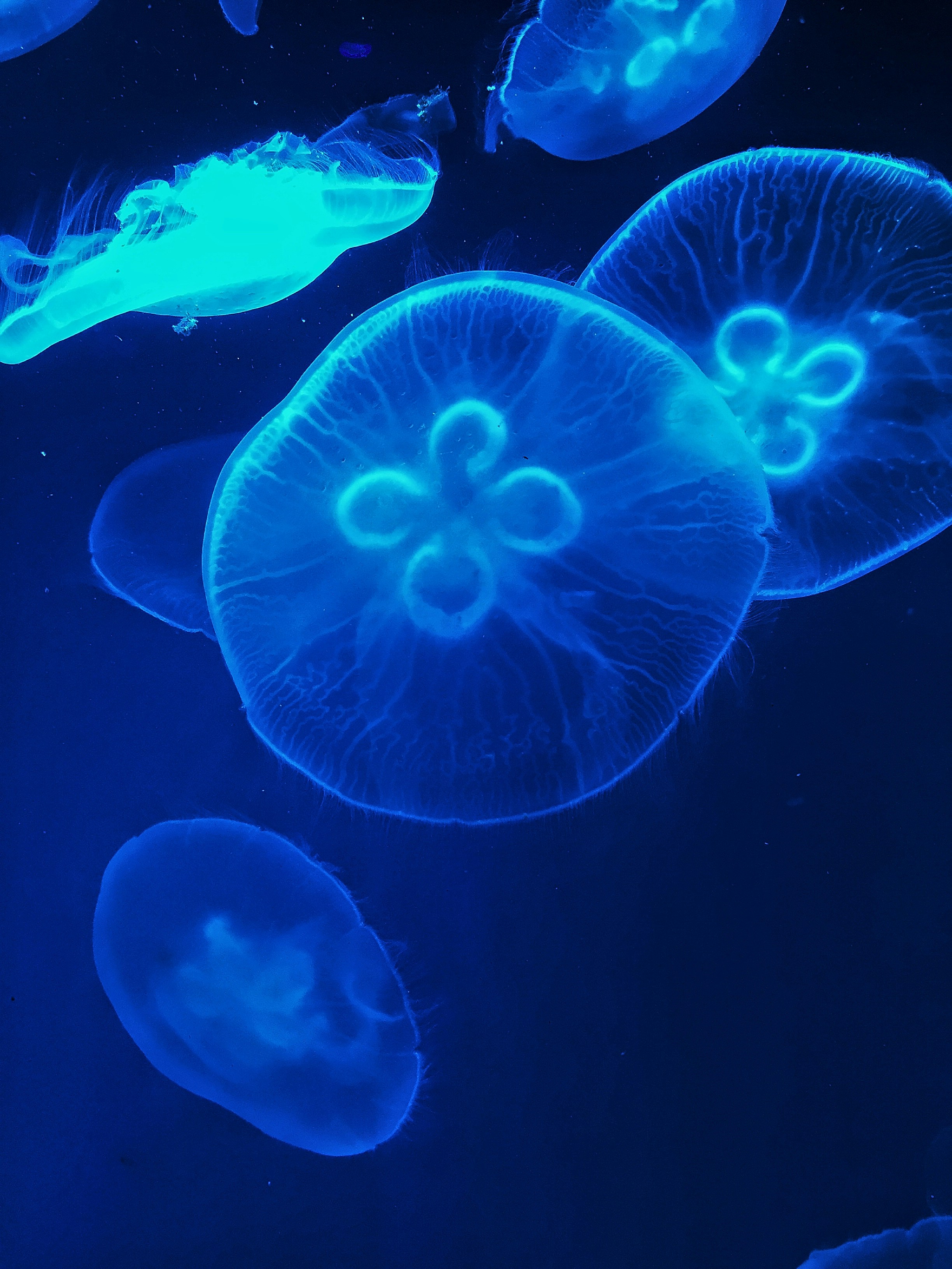 Luminous Medusae: A Quiet Neon Dance in Blue Water
