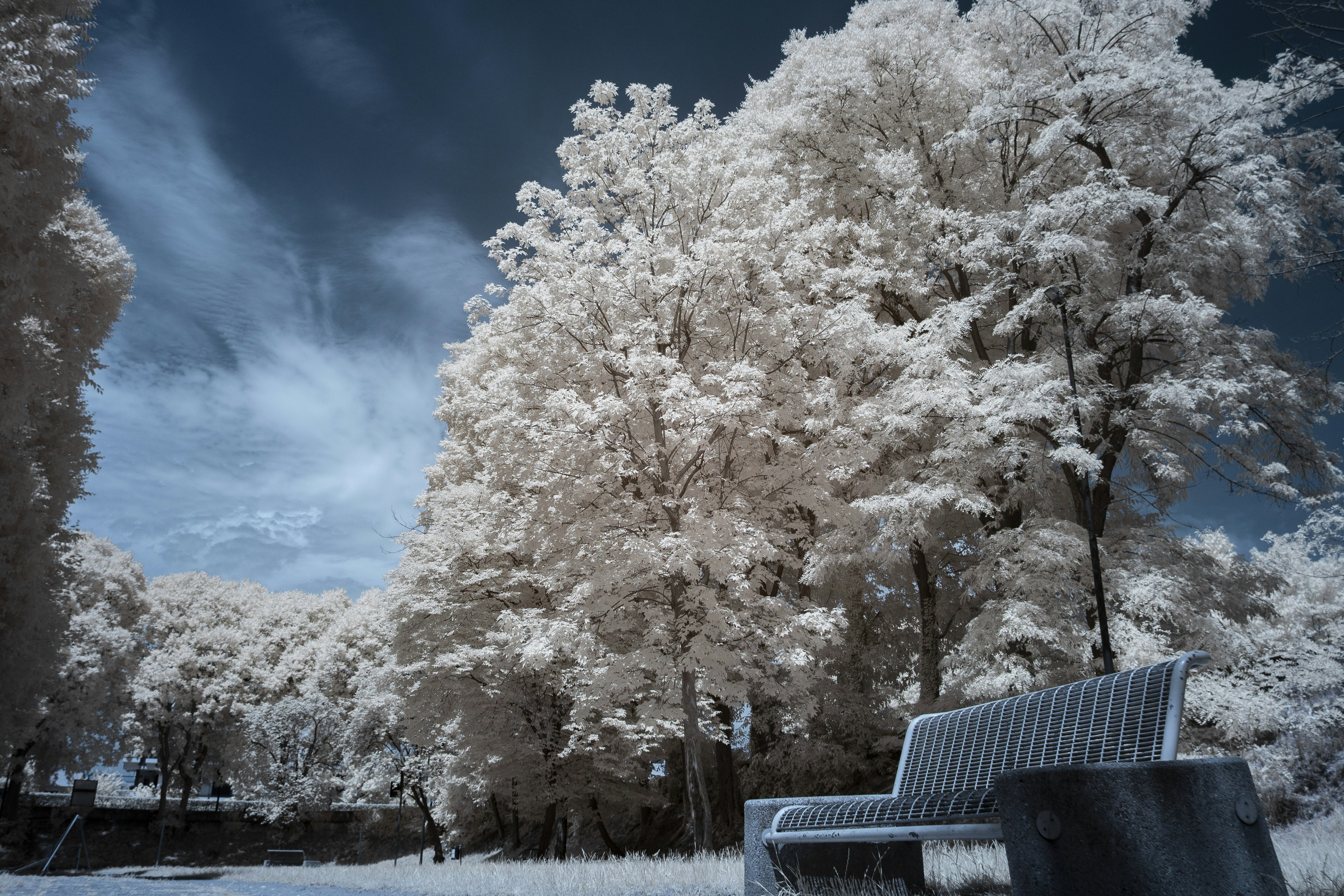 Infrared photograph of a park scene with a bench under luminous, snow-white trees and a vivid blue sky. The image emphasizes the ethereal contrast between light foliage and sculpted bench.