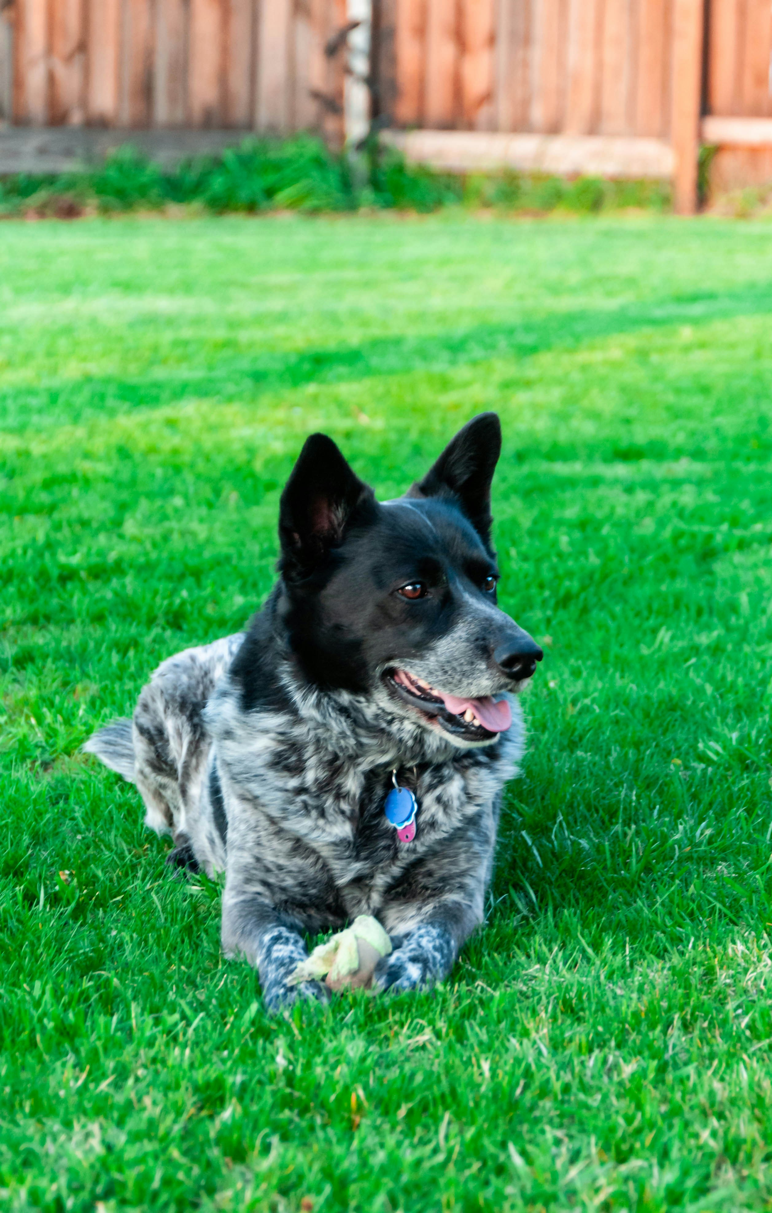 A playful dog lounges on vibrant green grass, enjoying a chew toy in a sunlit backyard.