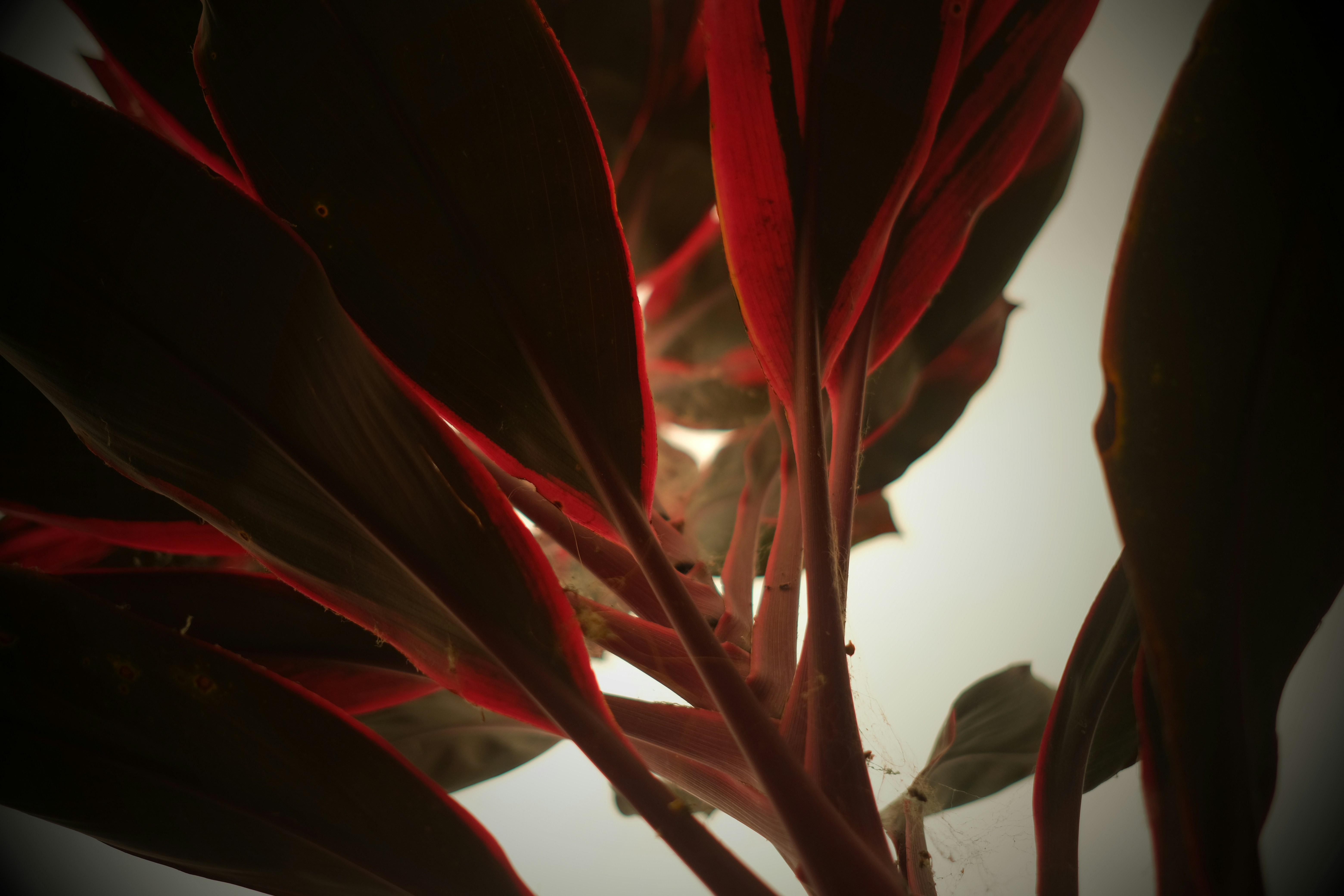 close view plants
