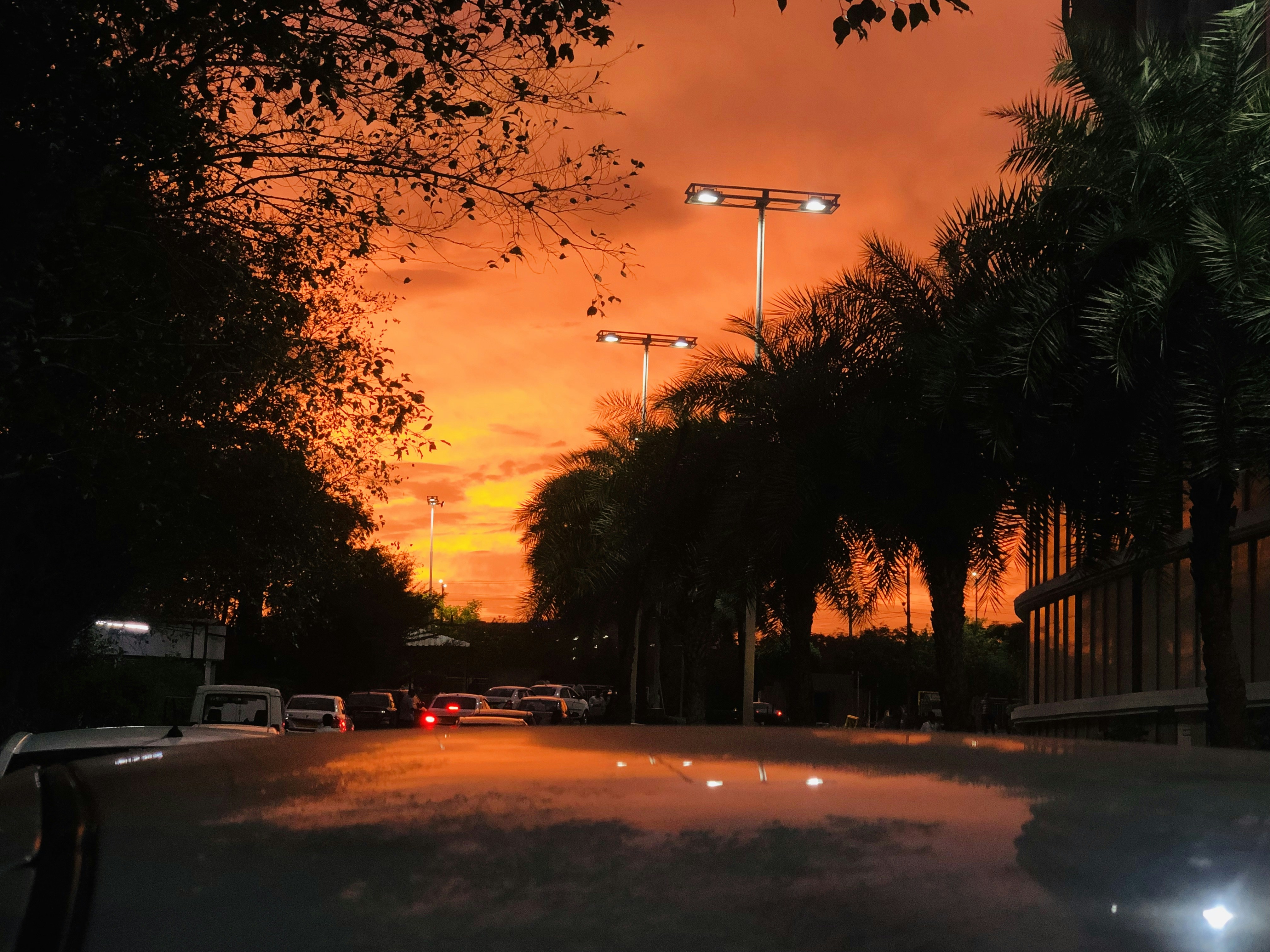 Vivid orange sunset sky reflecting on a city street lined with silhouetted palm trees.