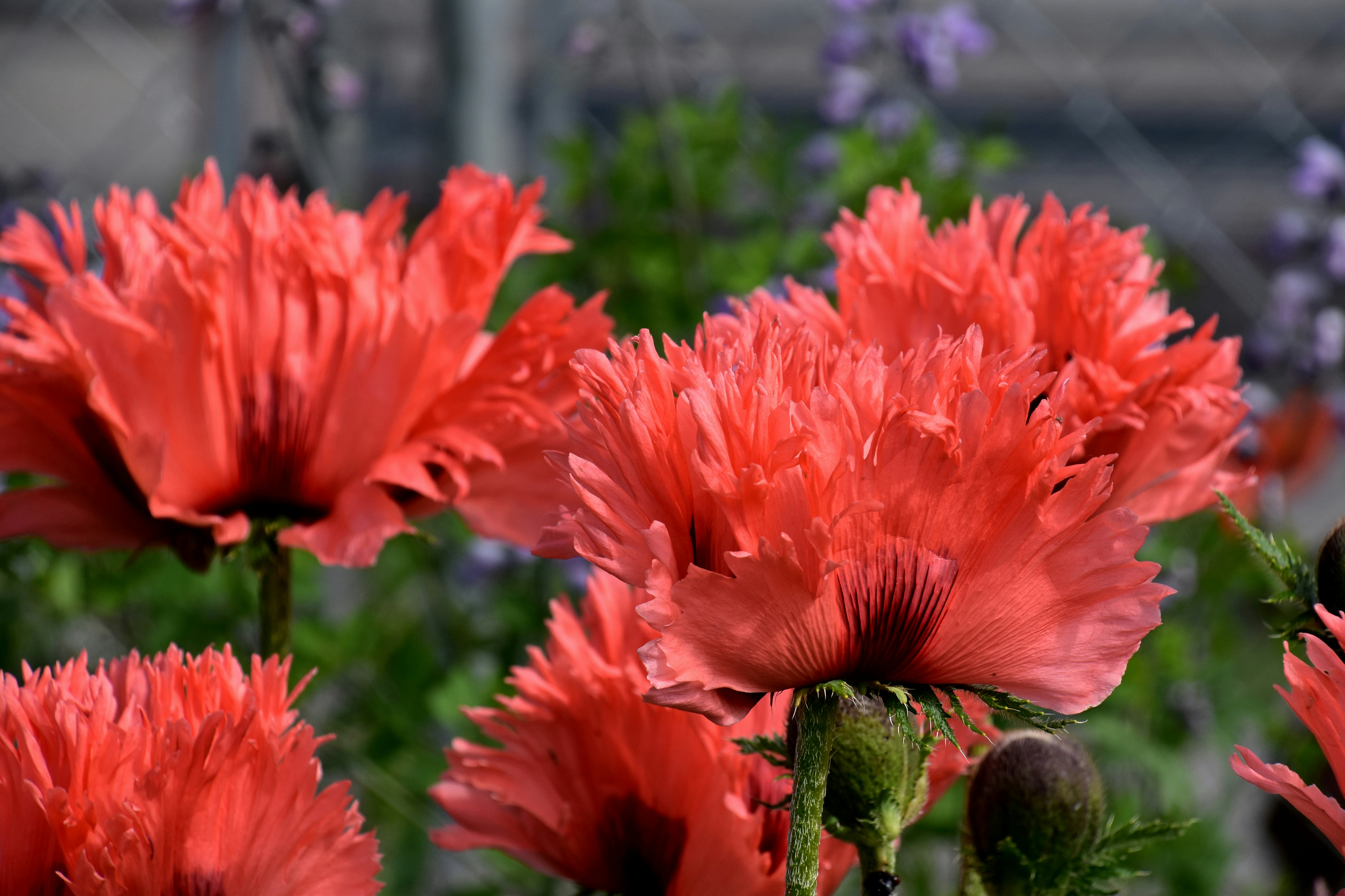 Crimson Papaver Close-Up: Velvet Petals Amid Soft Garden Bokeh