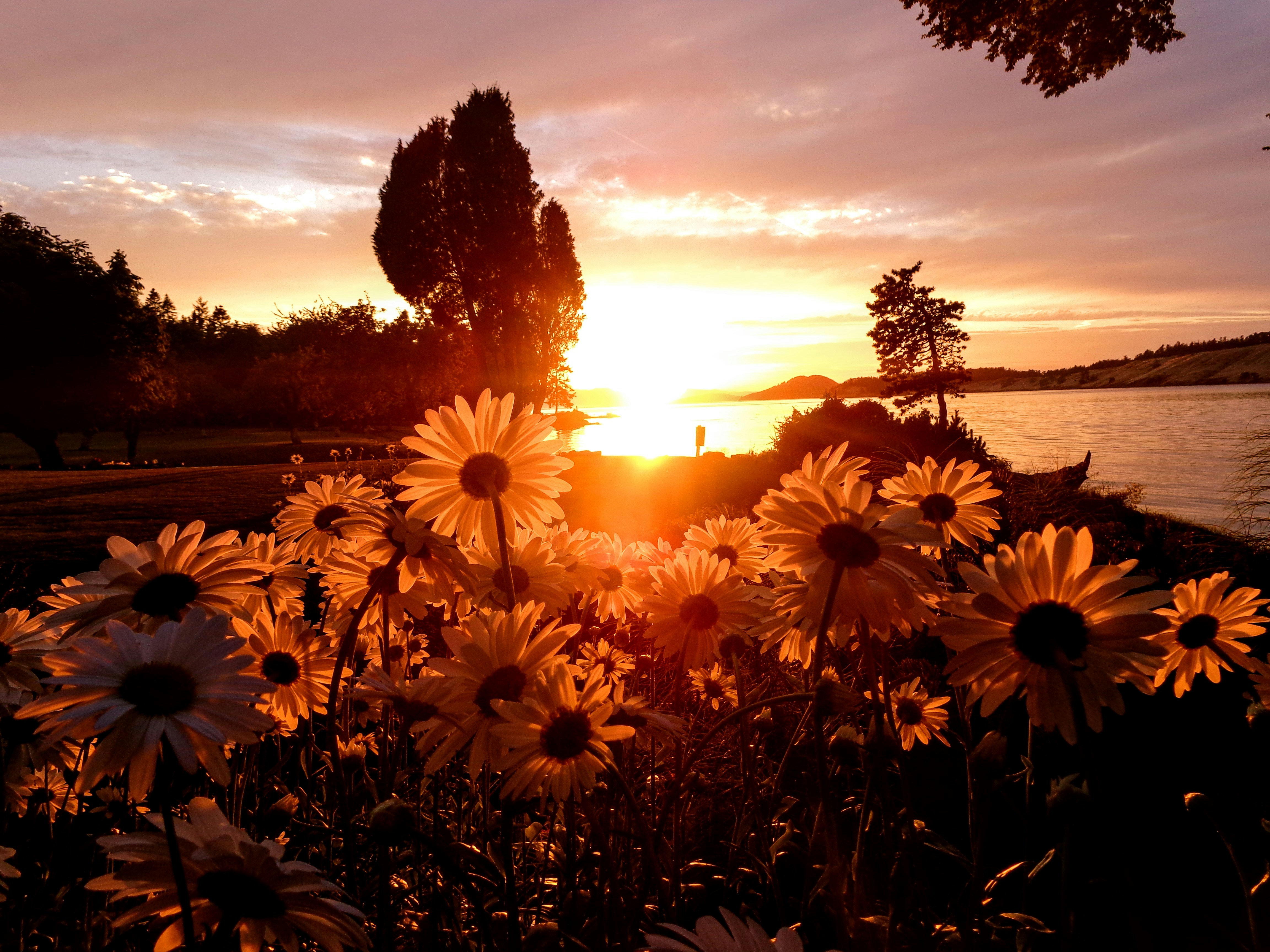 Daisy Field at Sunset Over a Quiet Lake