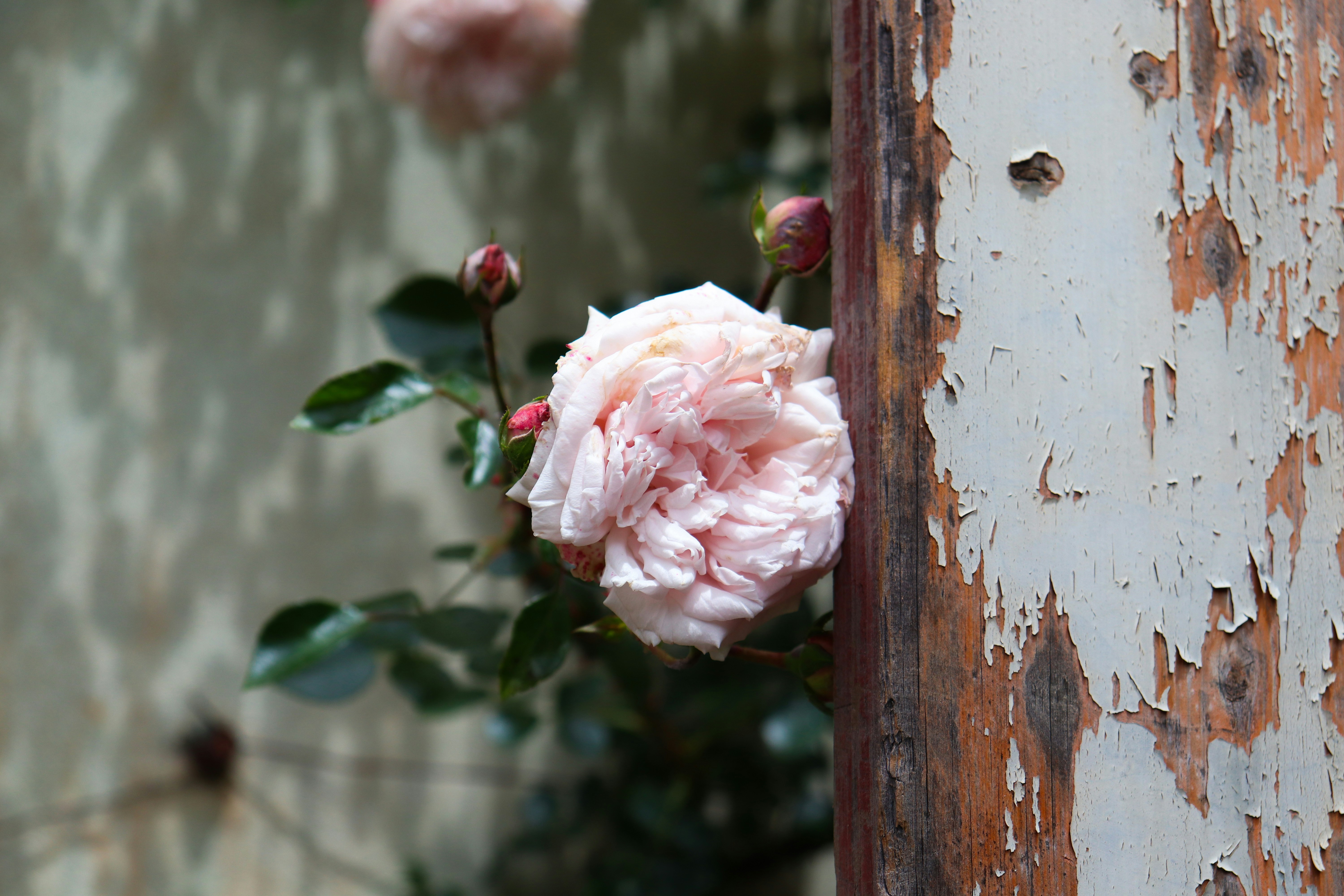 Blush Against Rust: Rose Framed by Weathered Steel
