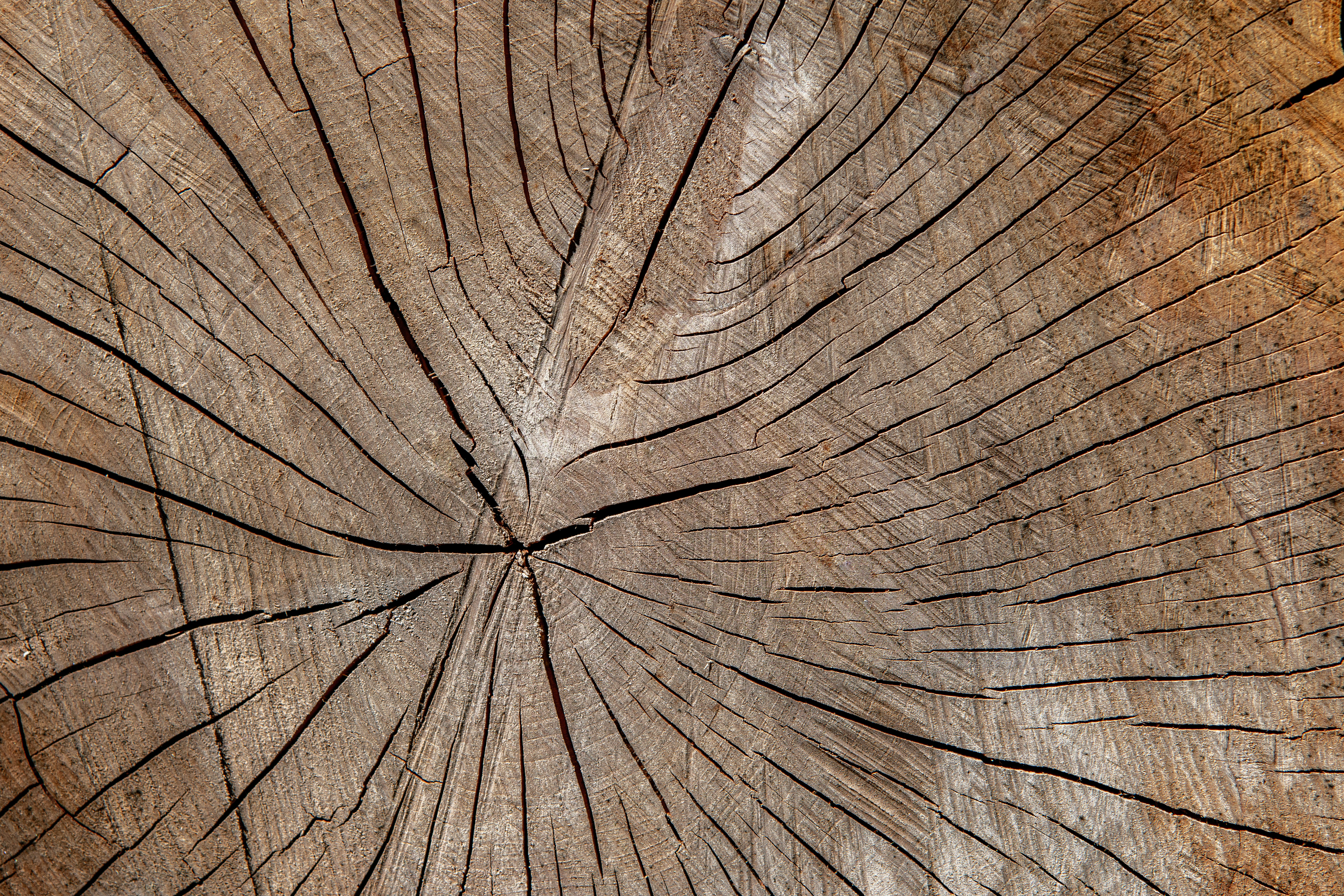 Close-up of a tree stump showcasing intricate growth rings and cracks, revealing the age and history of the tree.