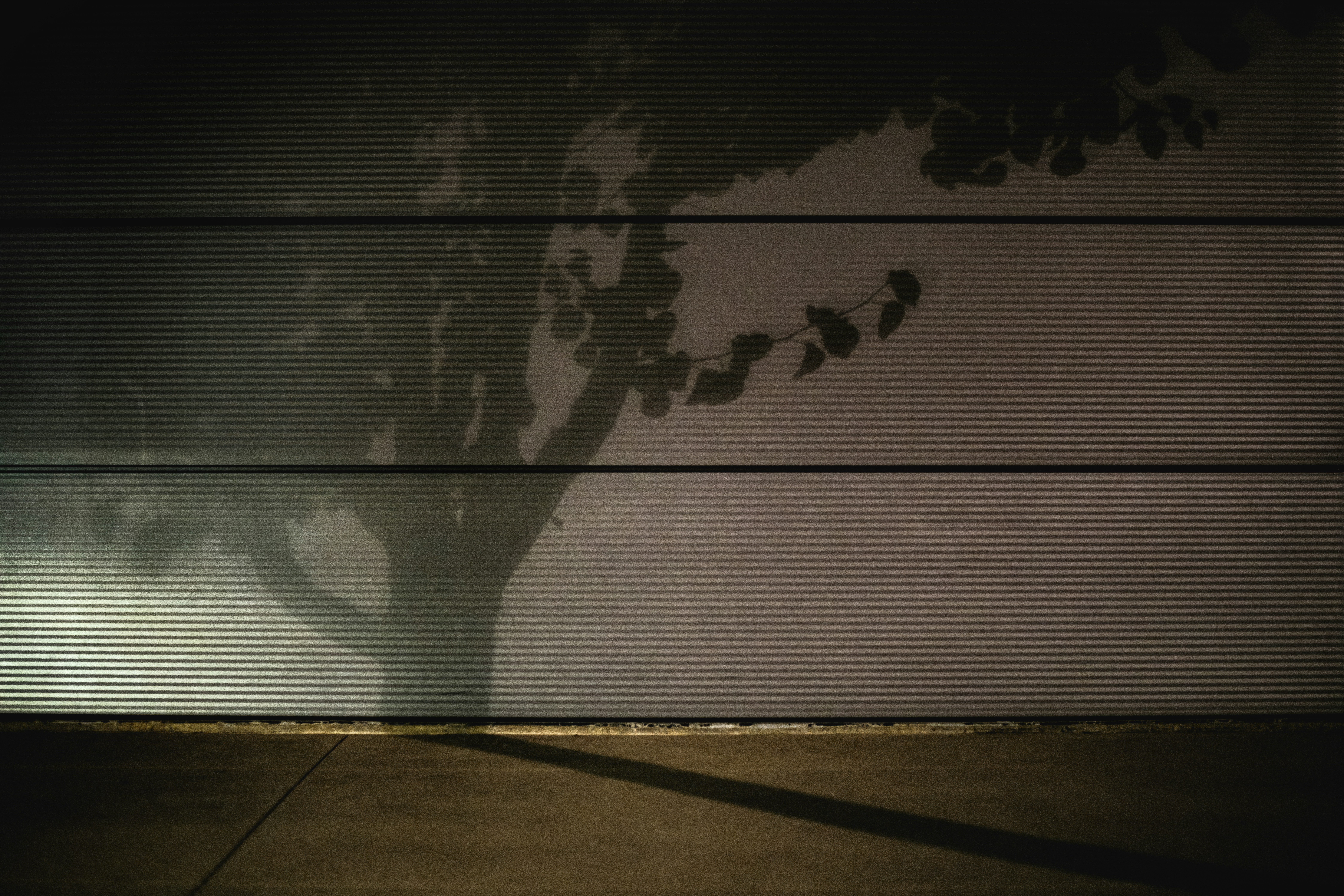 Tree Shadow