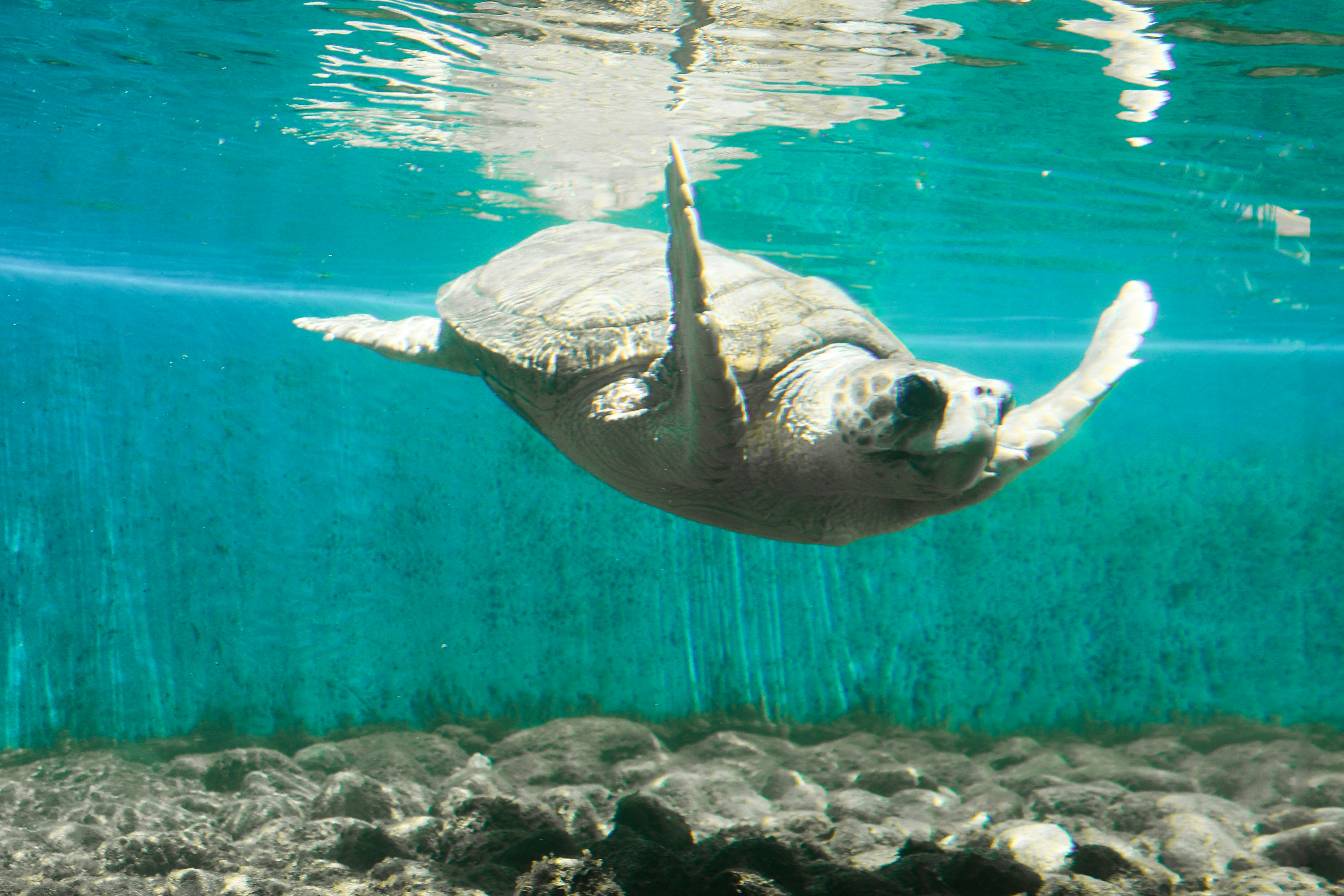 Gray turtle underwater photo – Free Turtle Image on Unsplash