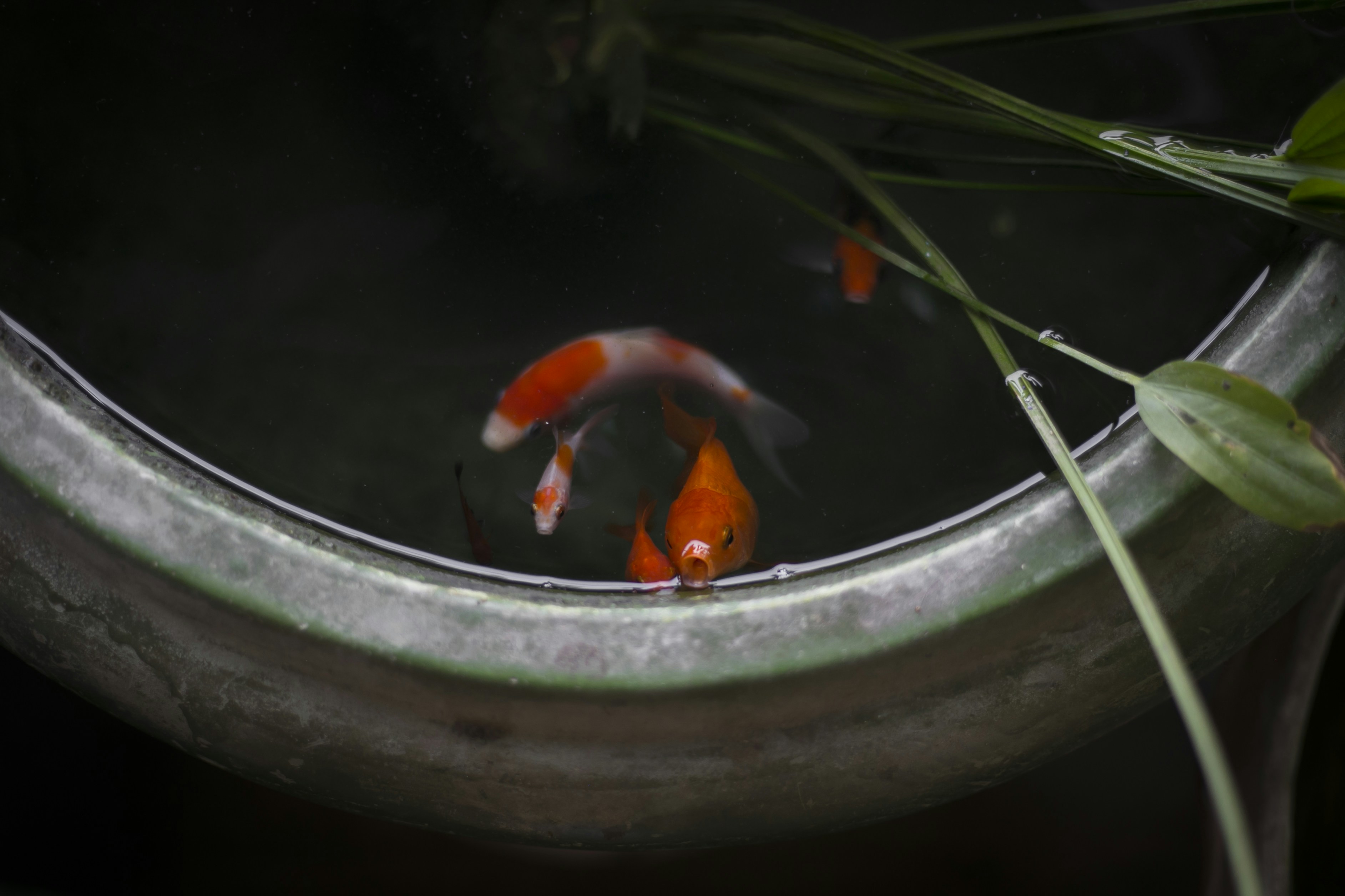 Edge of the Circle: A koi peeks from the mossy rim of a round ceramic bowl
