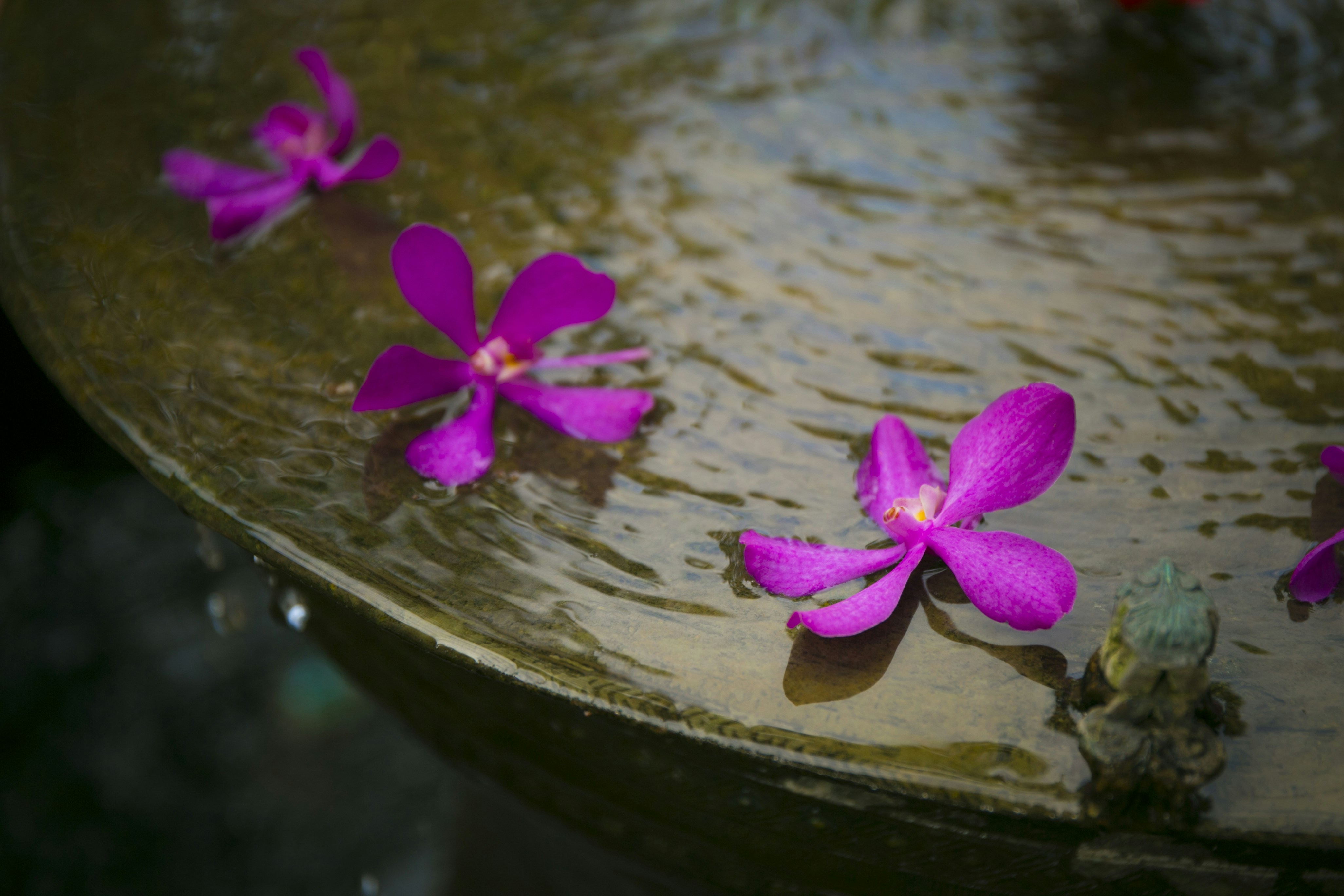 Vibrant purple orchids float gracefully on the surface of a tranquil water fountain, capturing a moment of natural beauty.