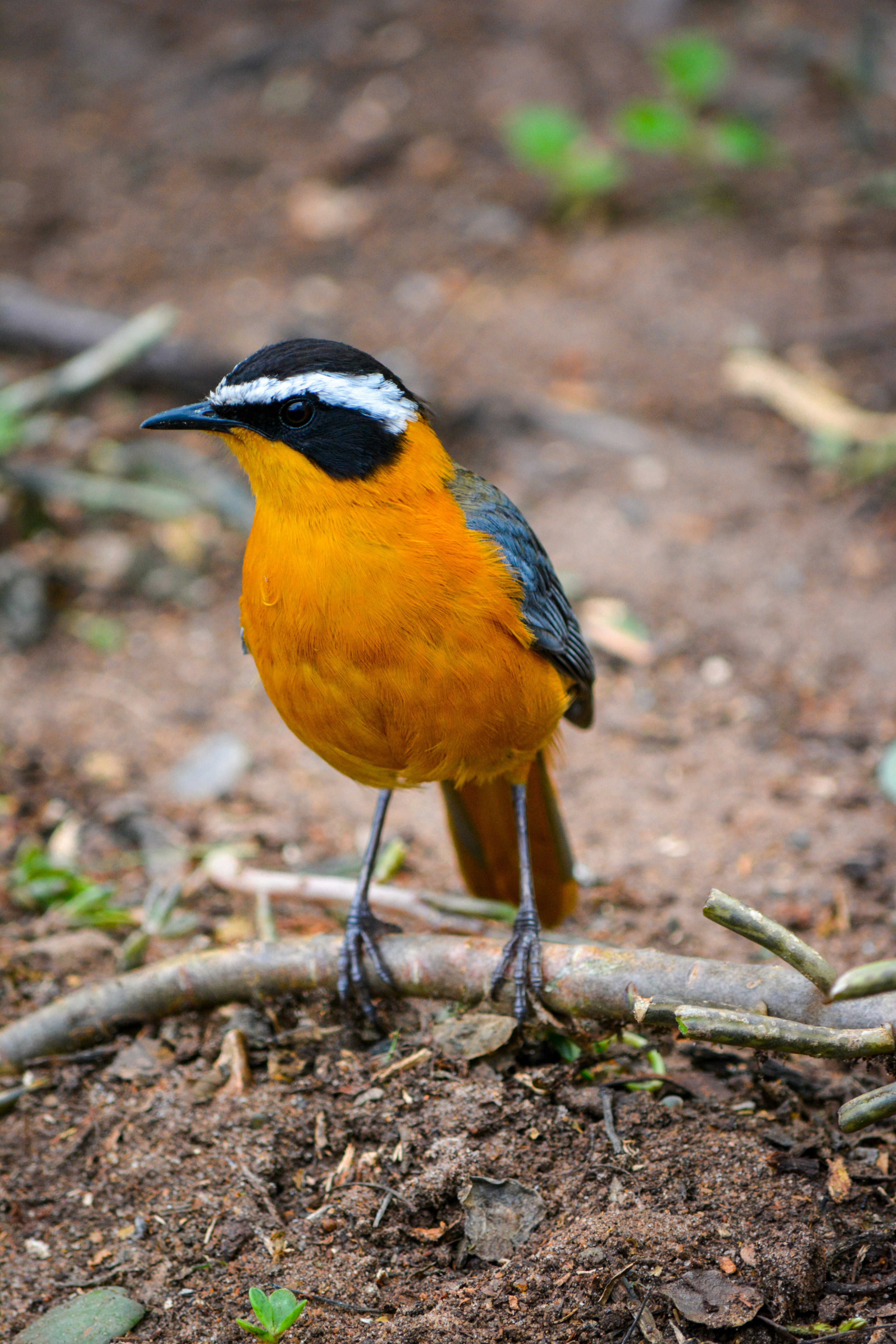 A colorful bird perched on a twig, showcasing its bright orange belly and distinctive black and white markings on its head.