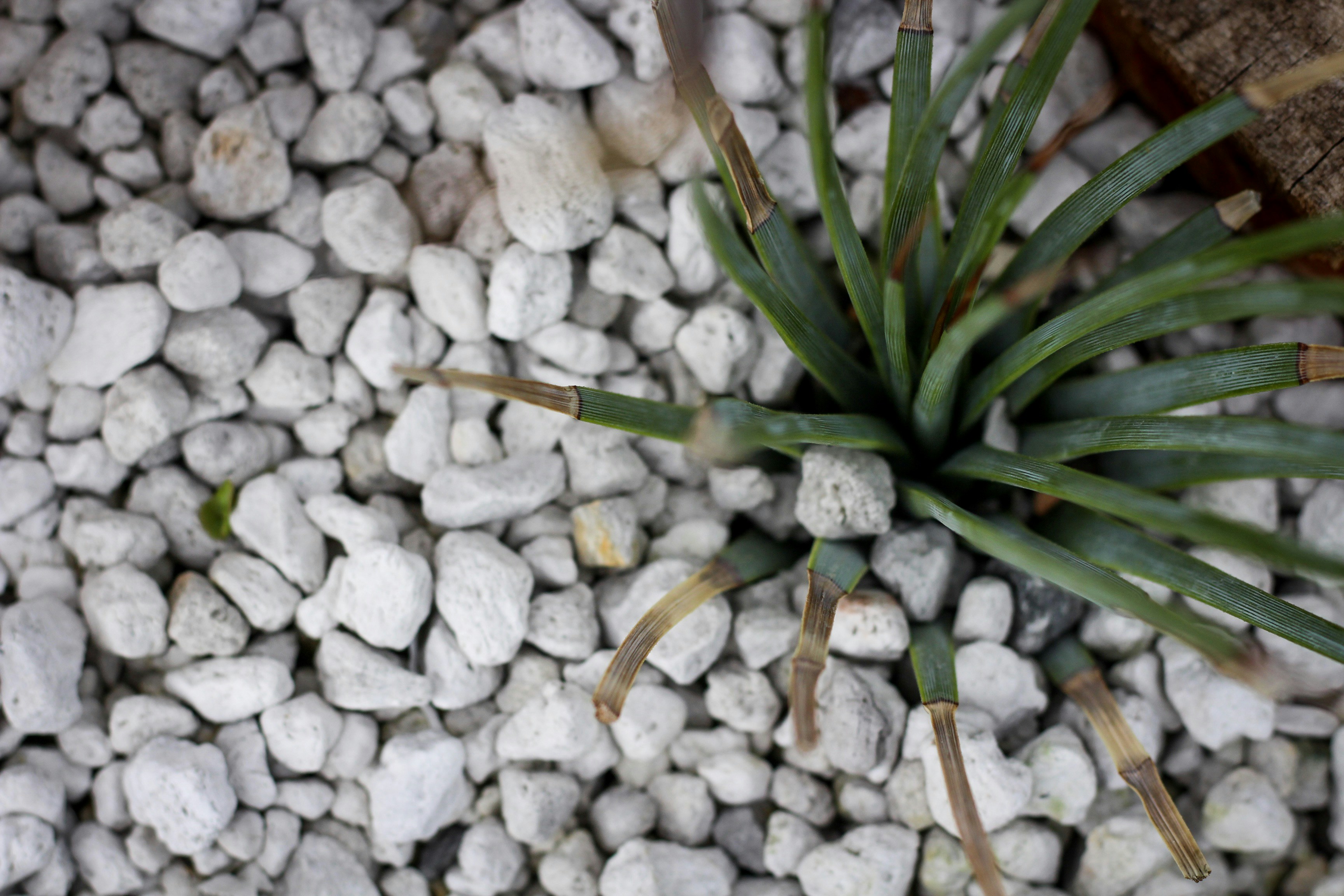 Low-angled spotlight on a succulent amid white gravel