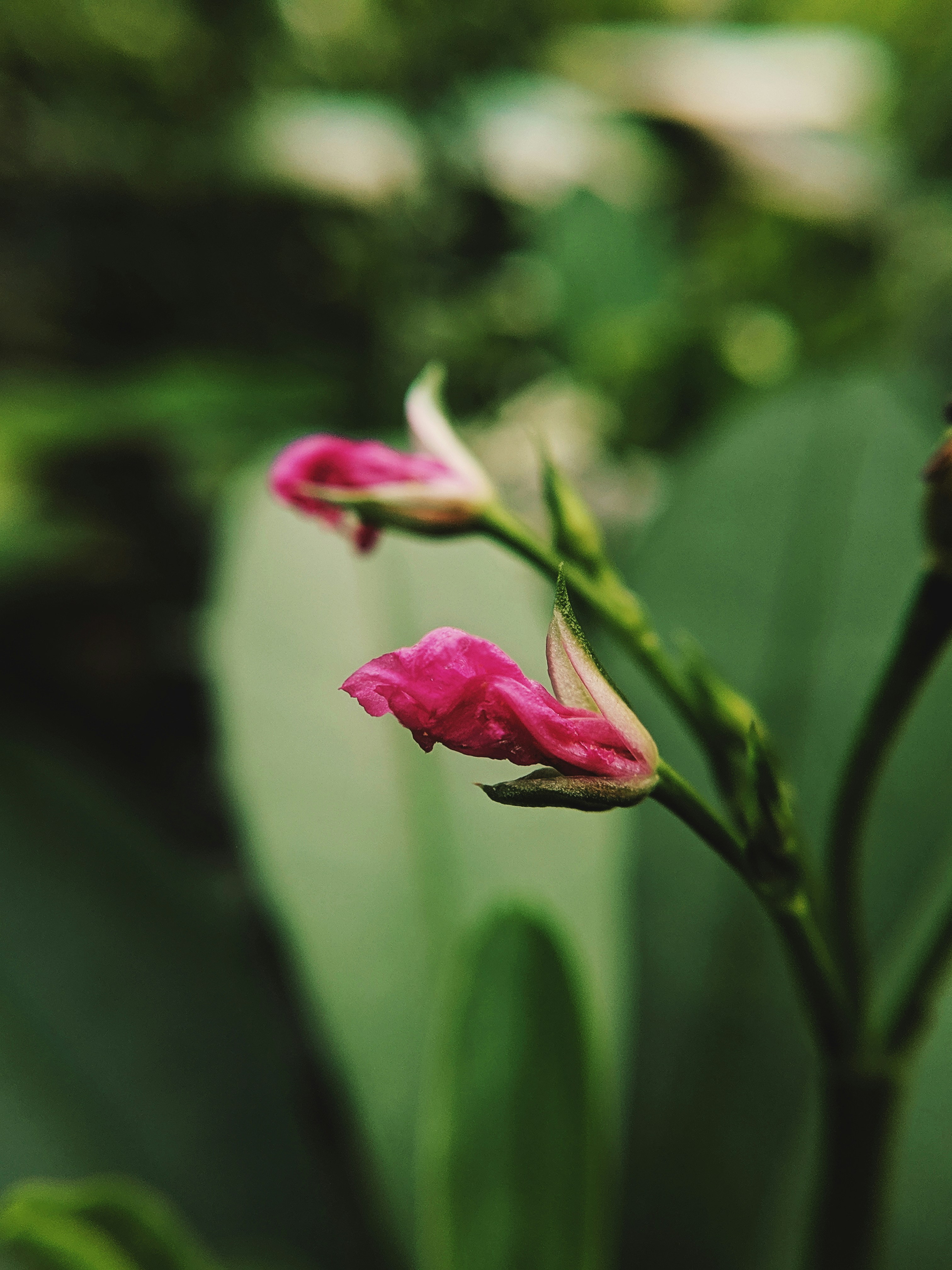 Whispers of Nature: The Delicate Bloom