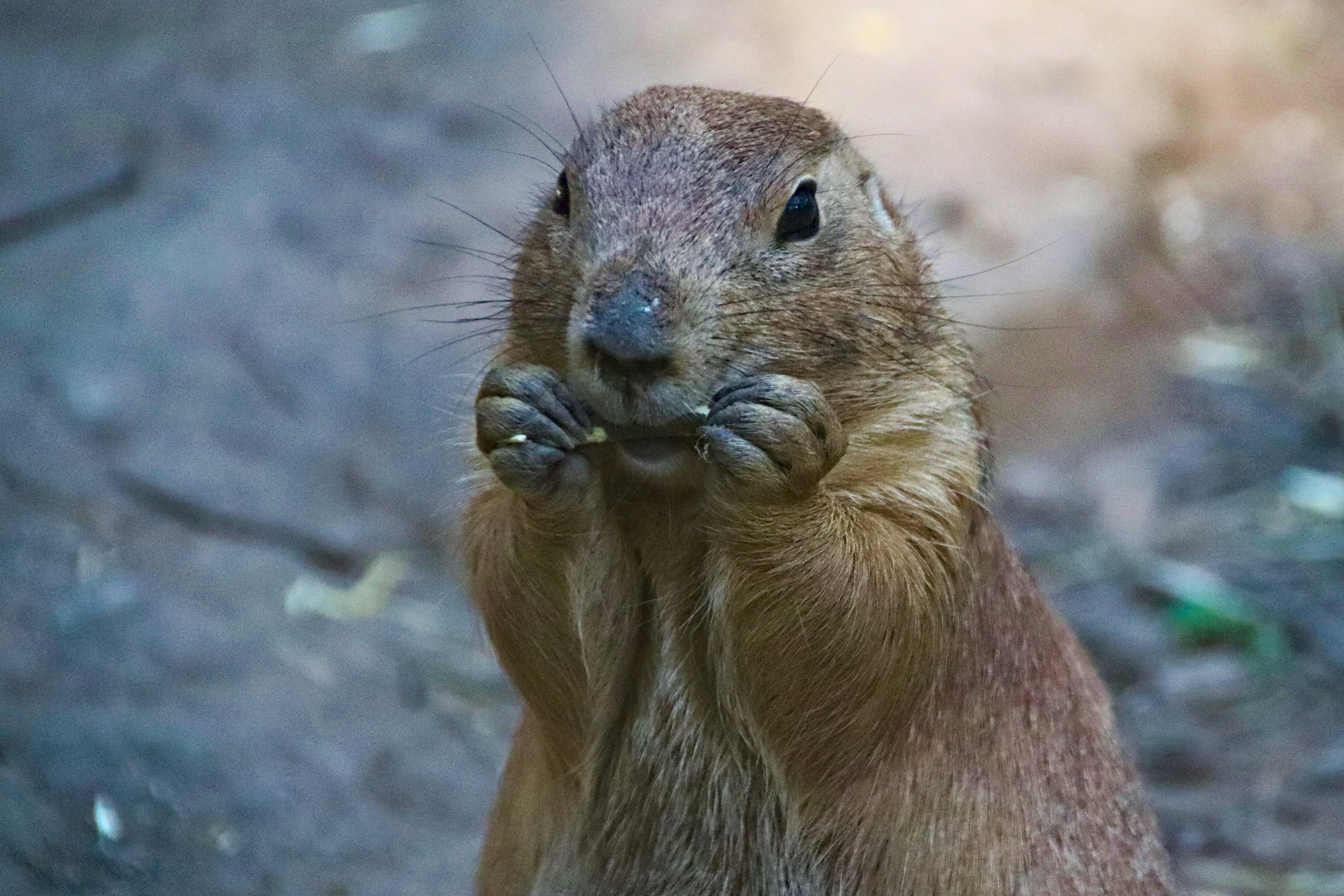 Close-Up of a Curious Squirrel: Paws Raised, Eyes on the Lens