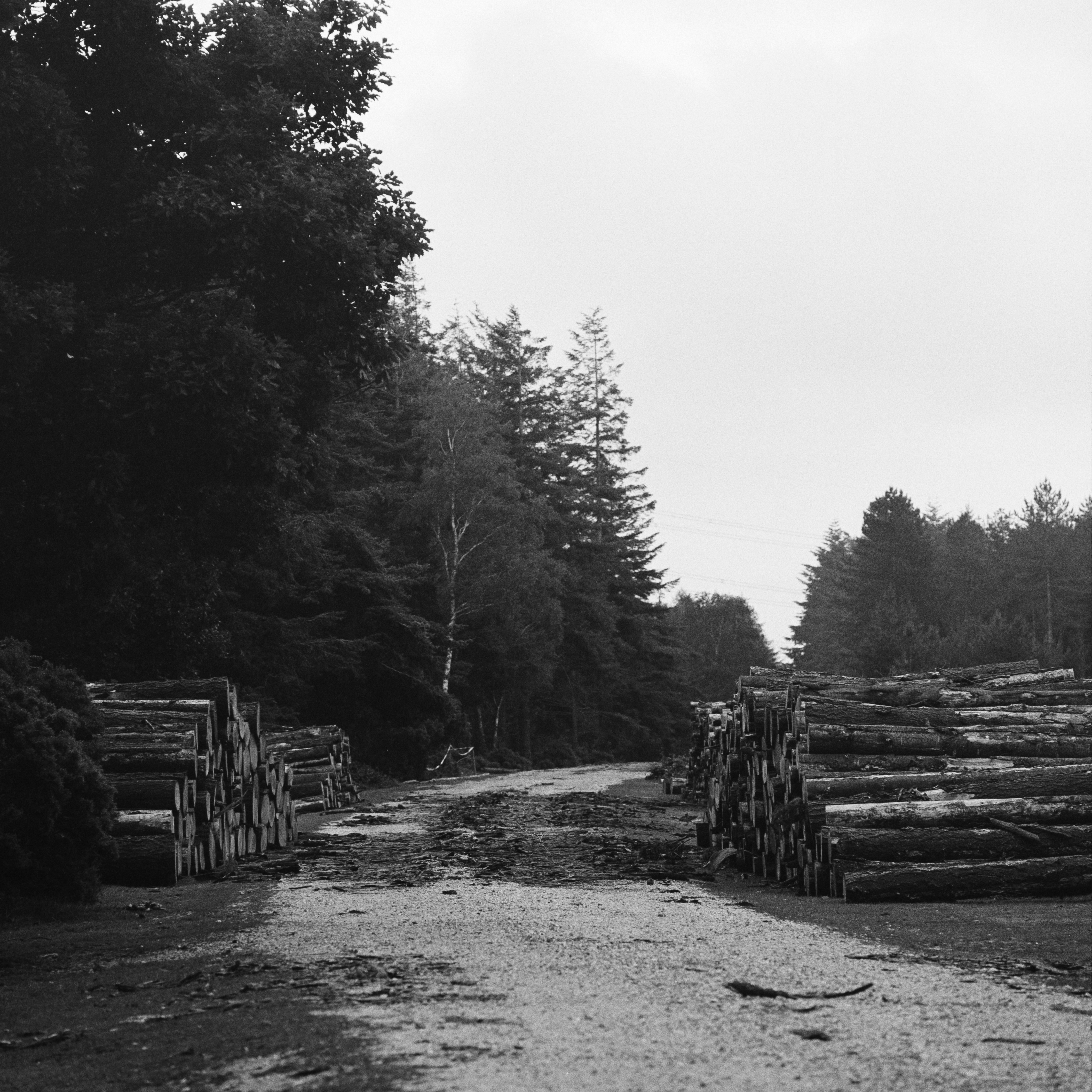 Monochrome Timber Road: Logs, Gravel, and a Vanishing Forest