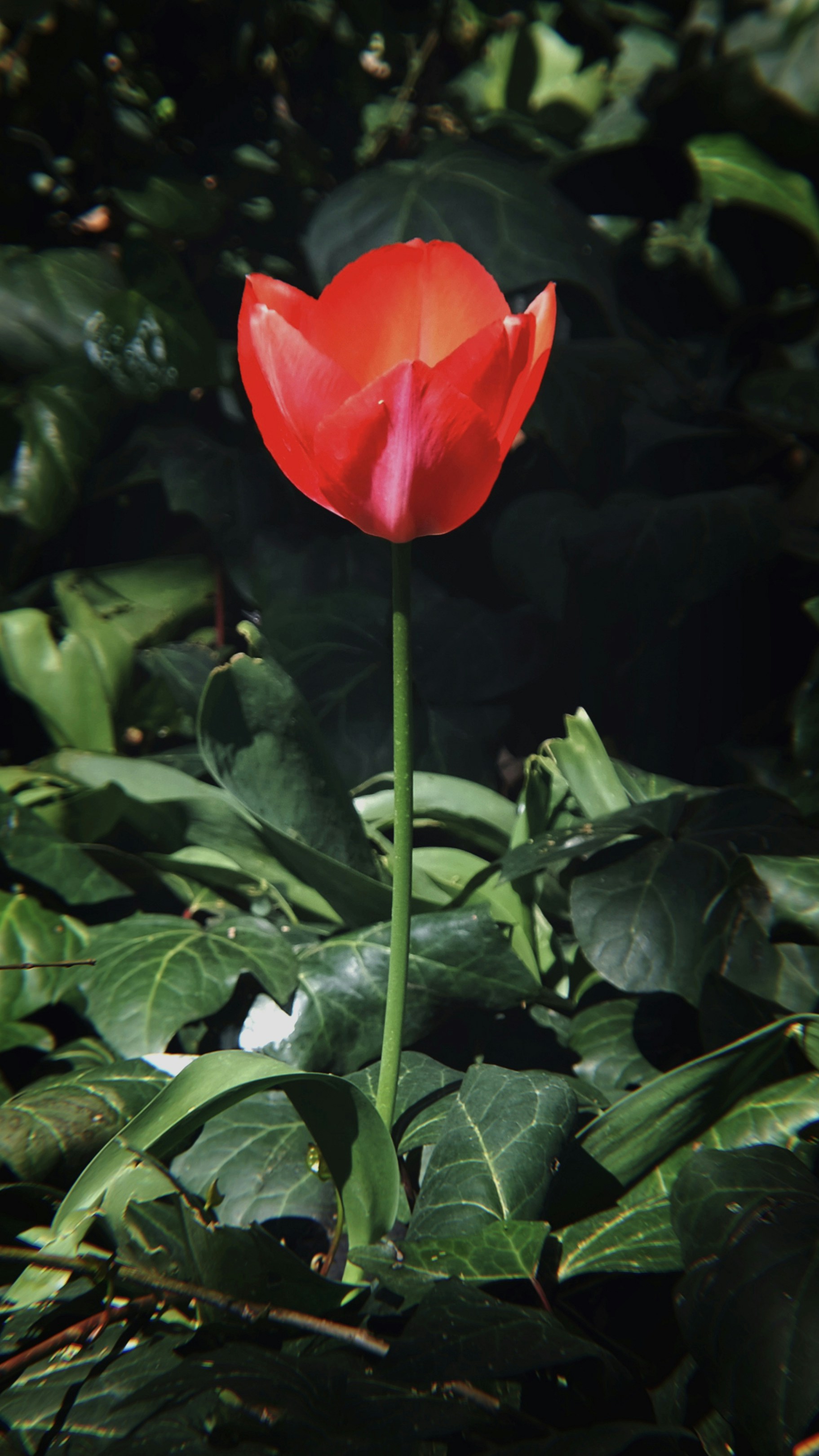 red petaled flower