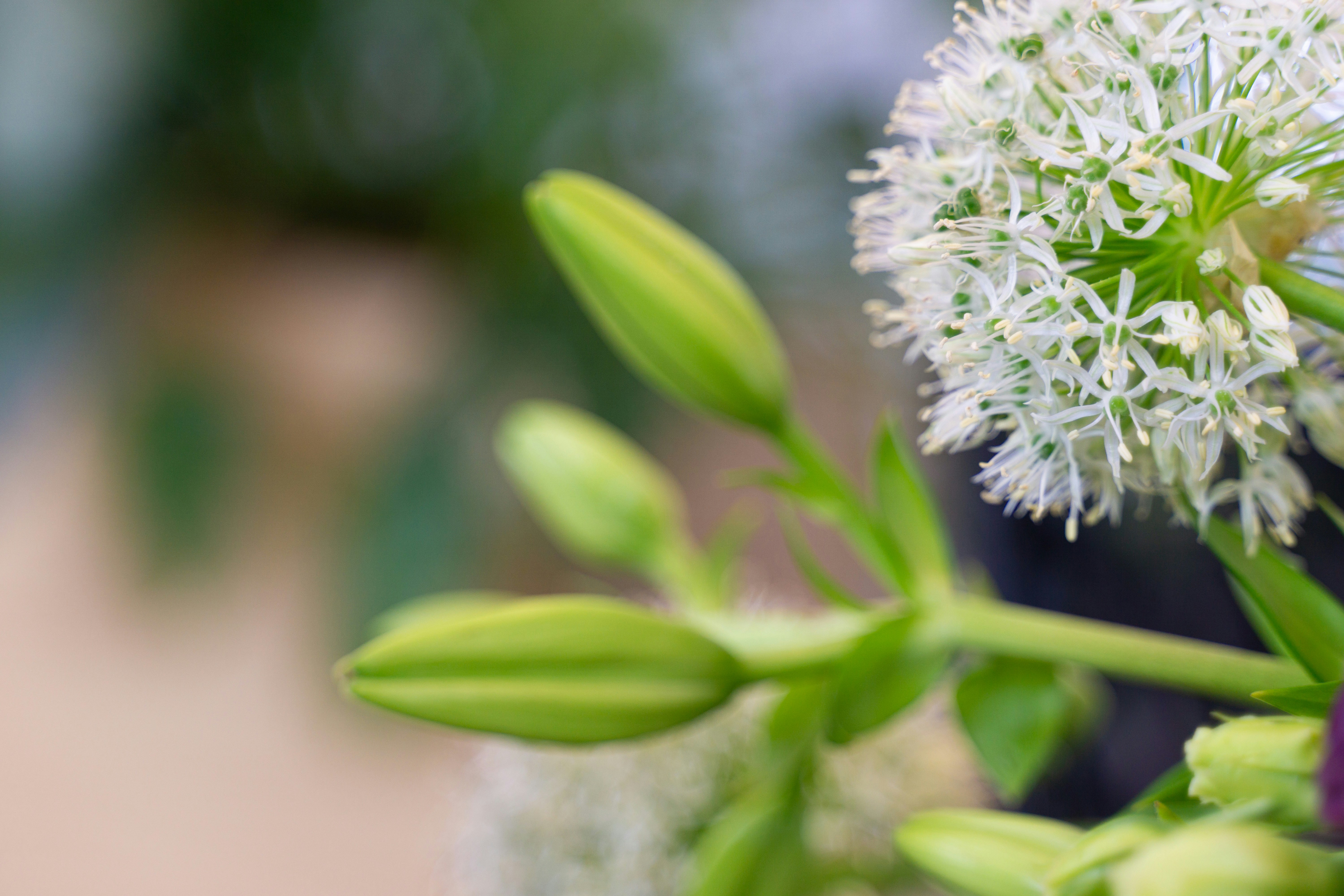 close-up photo of Dandelion