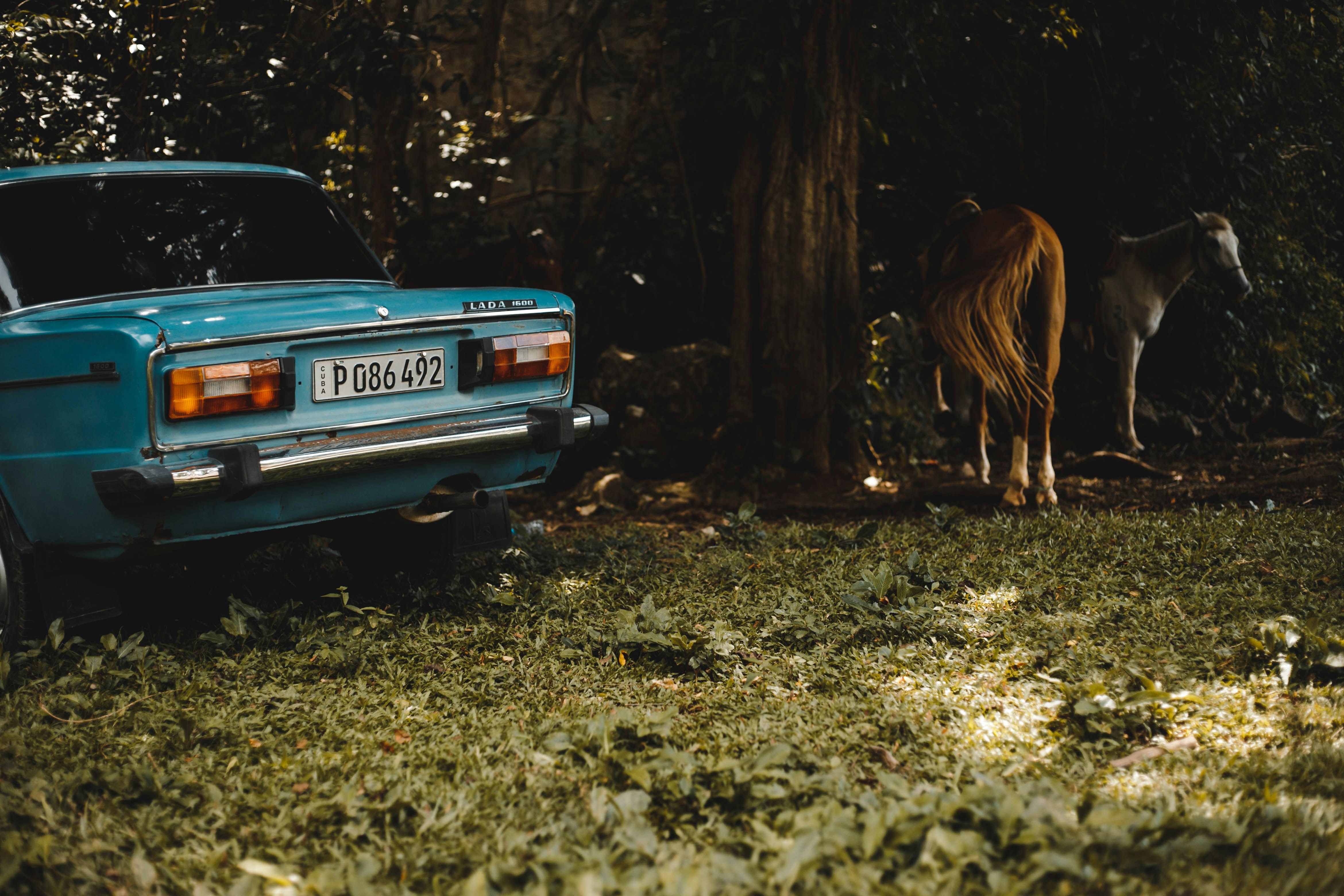 Car near tree photo – Free Car Image on Unsplash