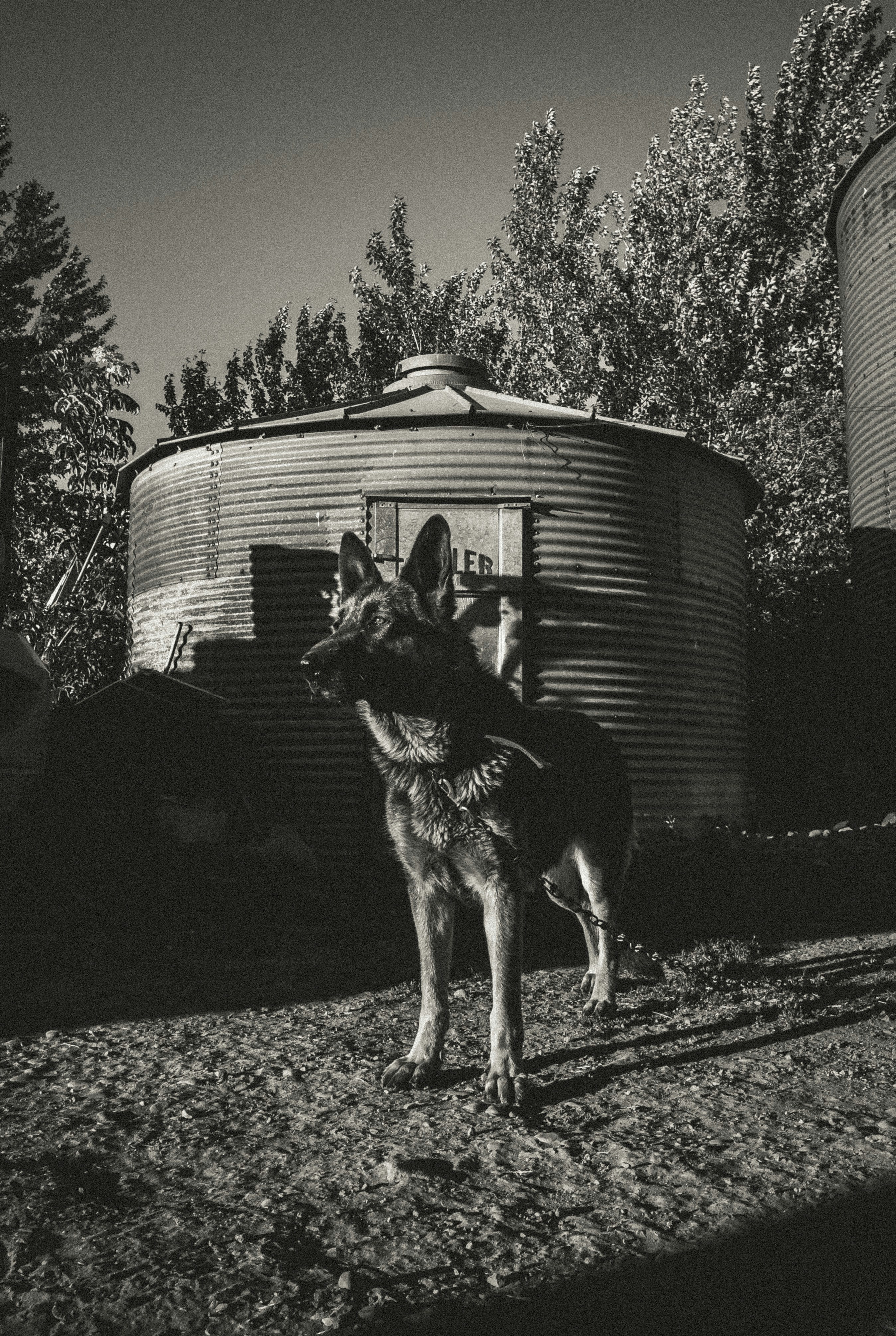 A German Shepherd stands alert in front of vintage grain silos, framed by foliage under a clear sky. The monochrome tones enhance the rustic atmosphere.