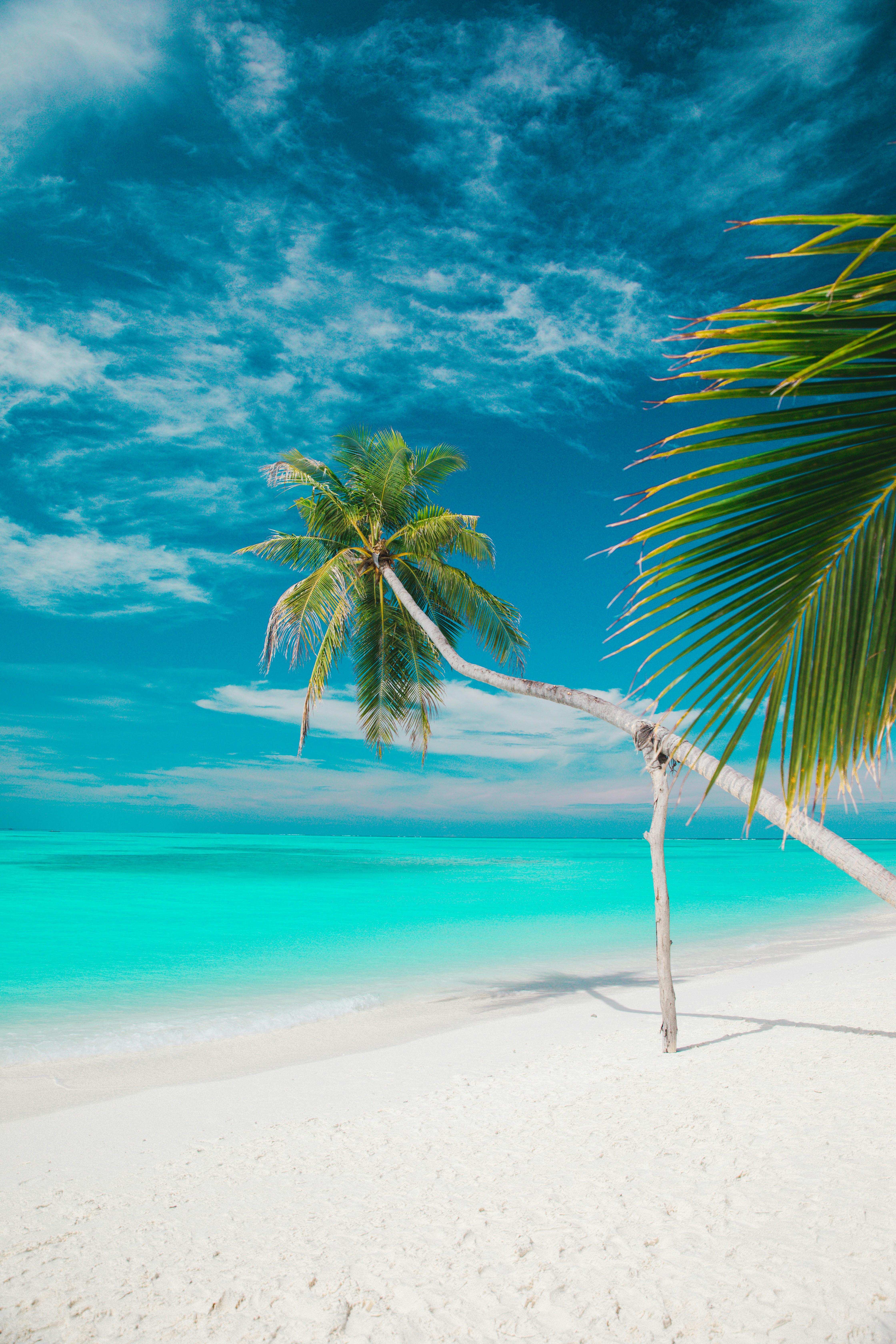 A lone palm tree leans gracefully over a pristine beach, with vibrant turquoise waters stretching into the horizon under a dynamic sky.
