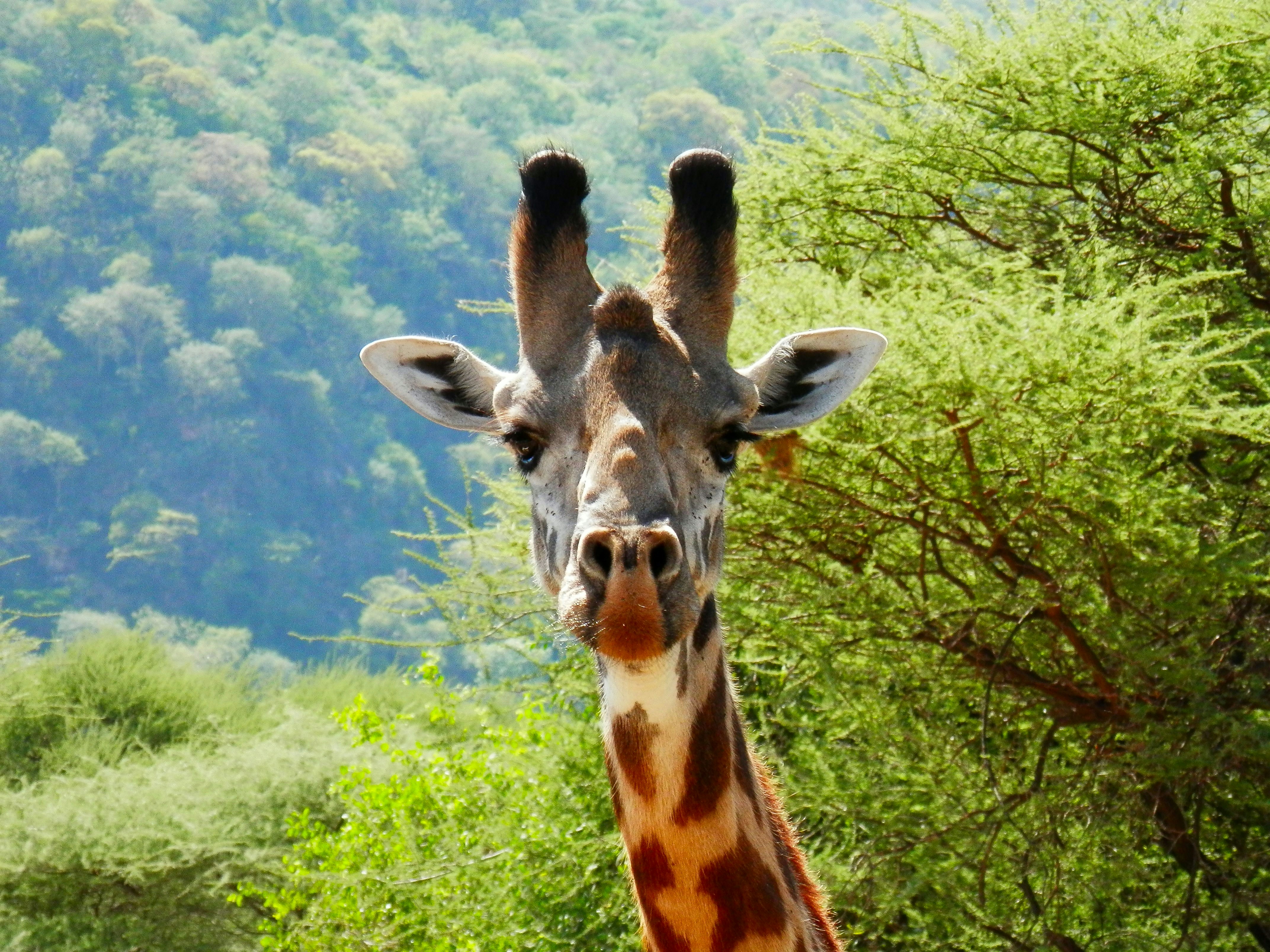Close-up of a giraffe gazing directly at the viewer amidst lush greenery and distant hills.