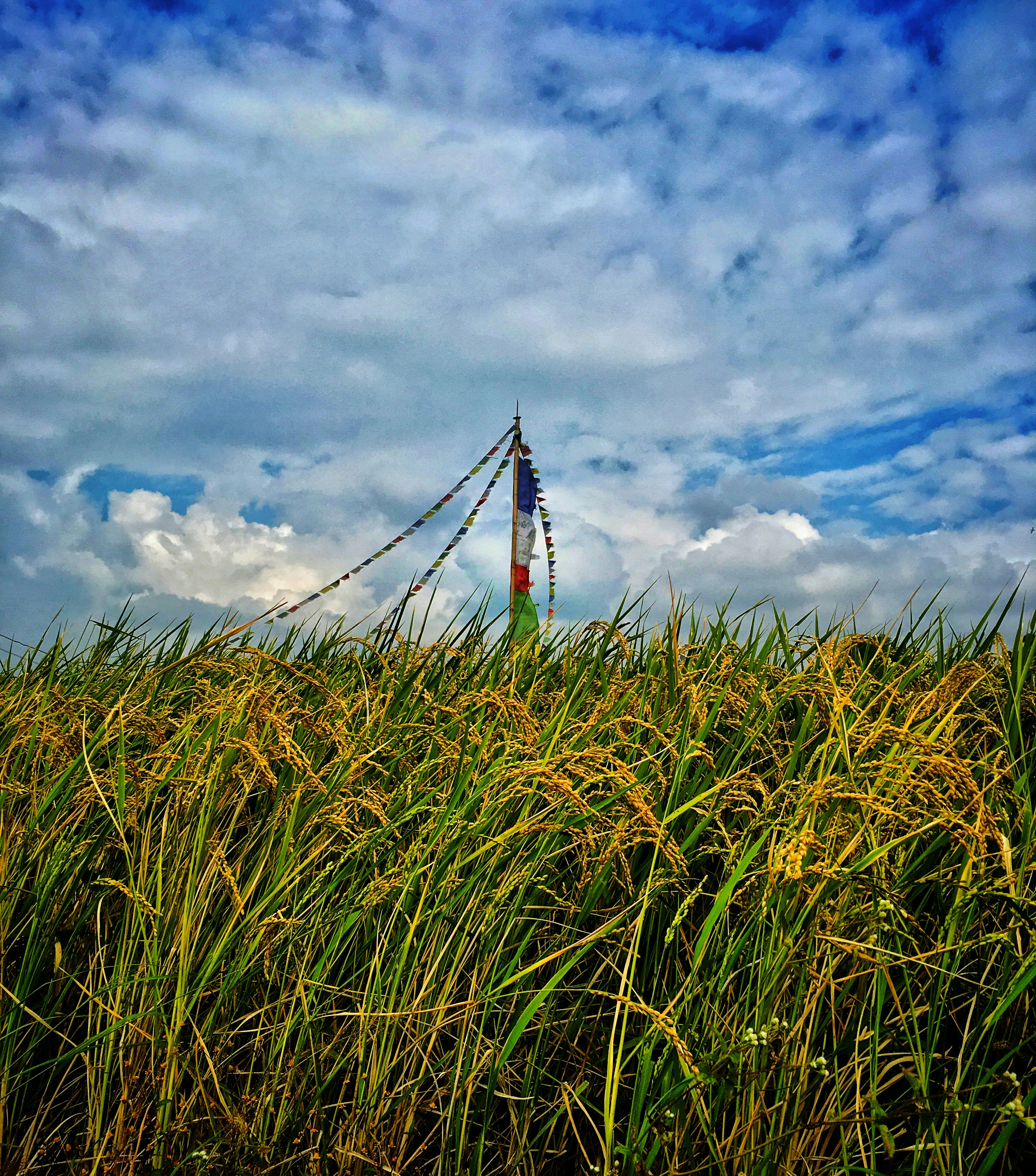Flagpole Rising Over a Golden Rice Field Beneath a Cloudy Sky