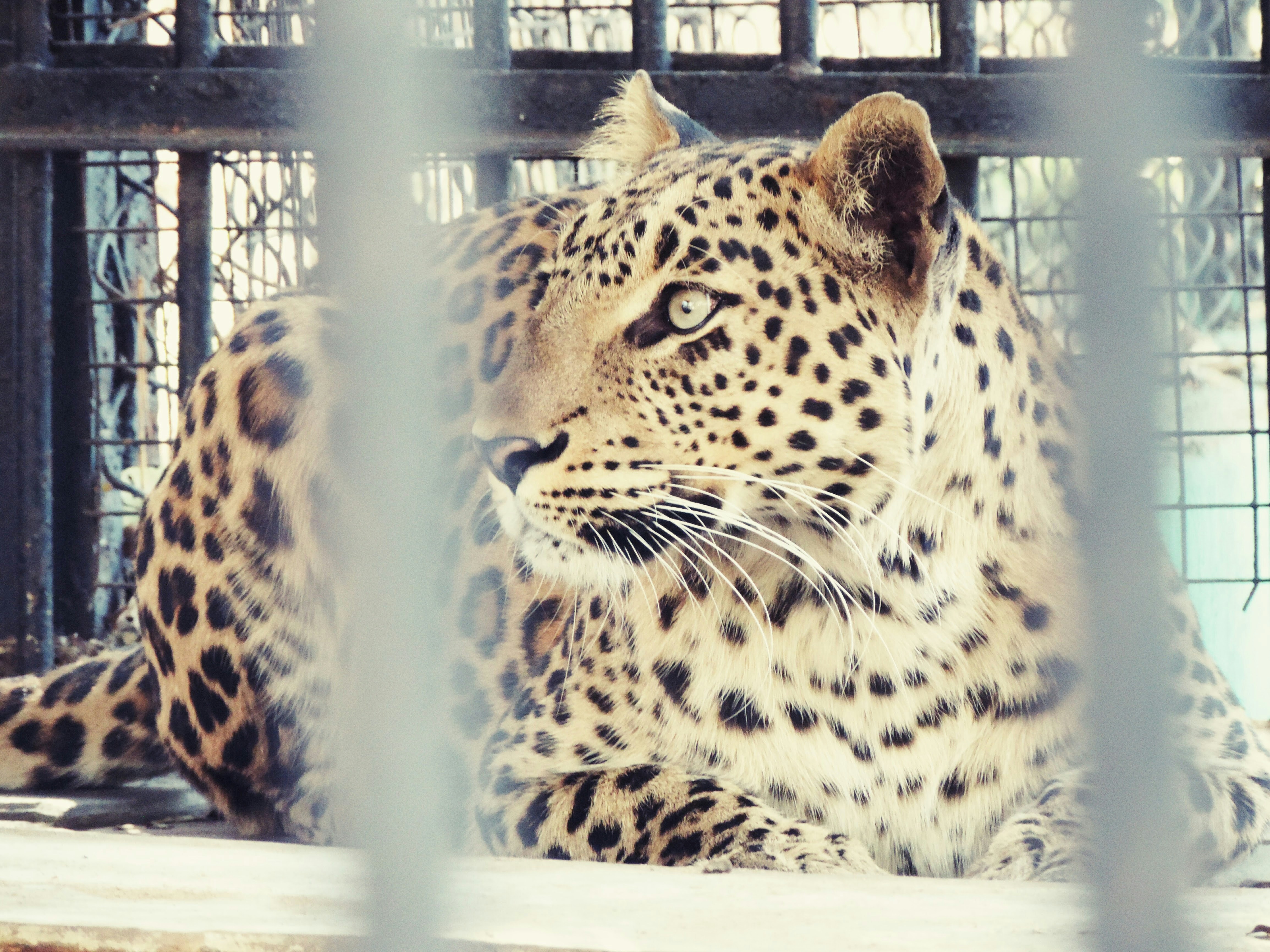 Leopard's Quiet Gaze Through Bar Stripes