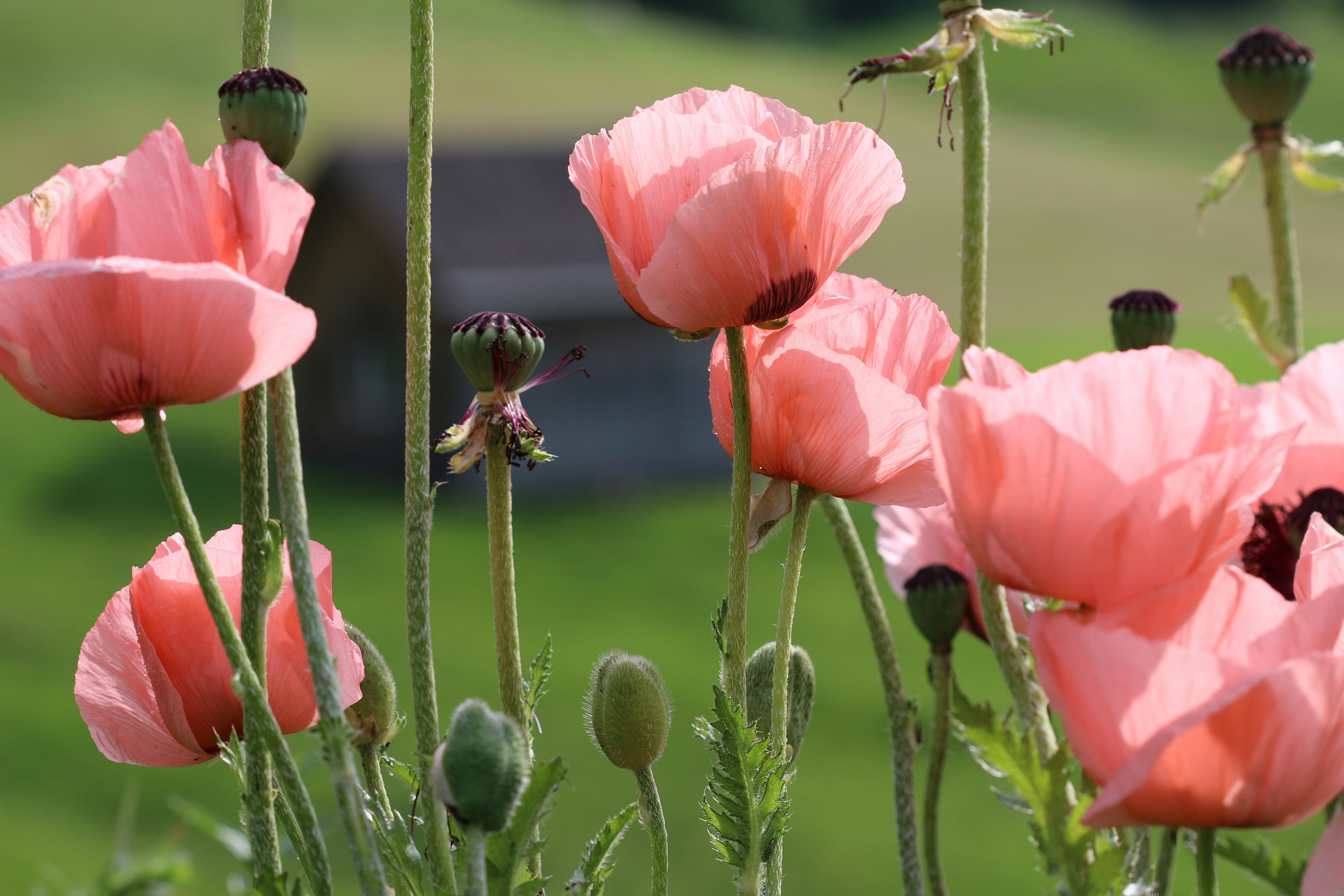 Central Coral Poppies in a Sunlit Field