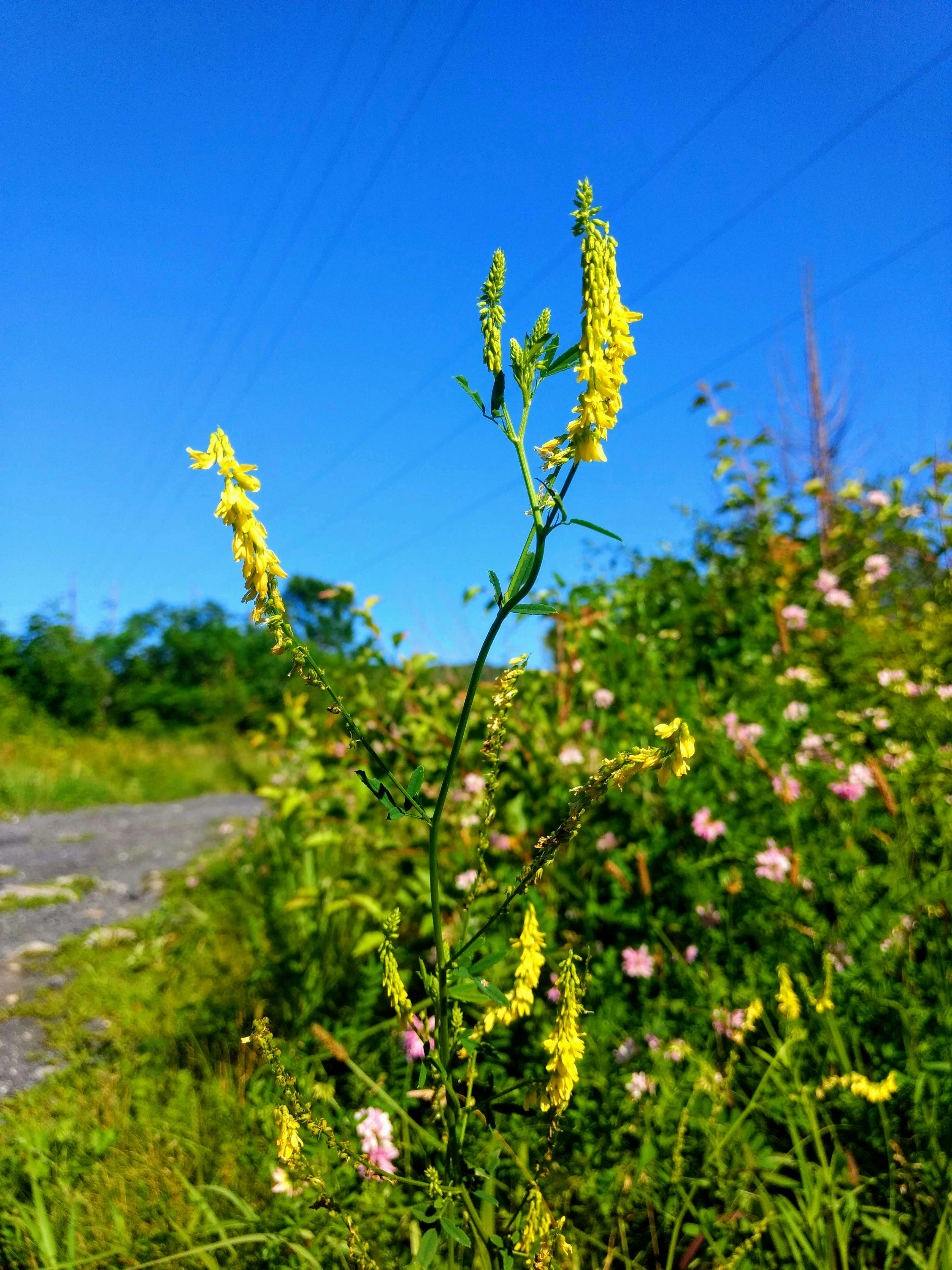 A tall yellow wildflower stands prominently against a bright blue sky, surrounded by lush greenery and pink blossoms. 