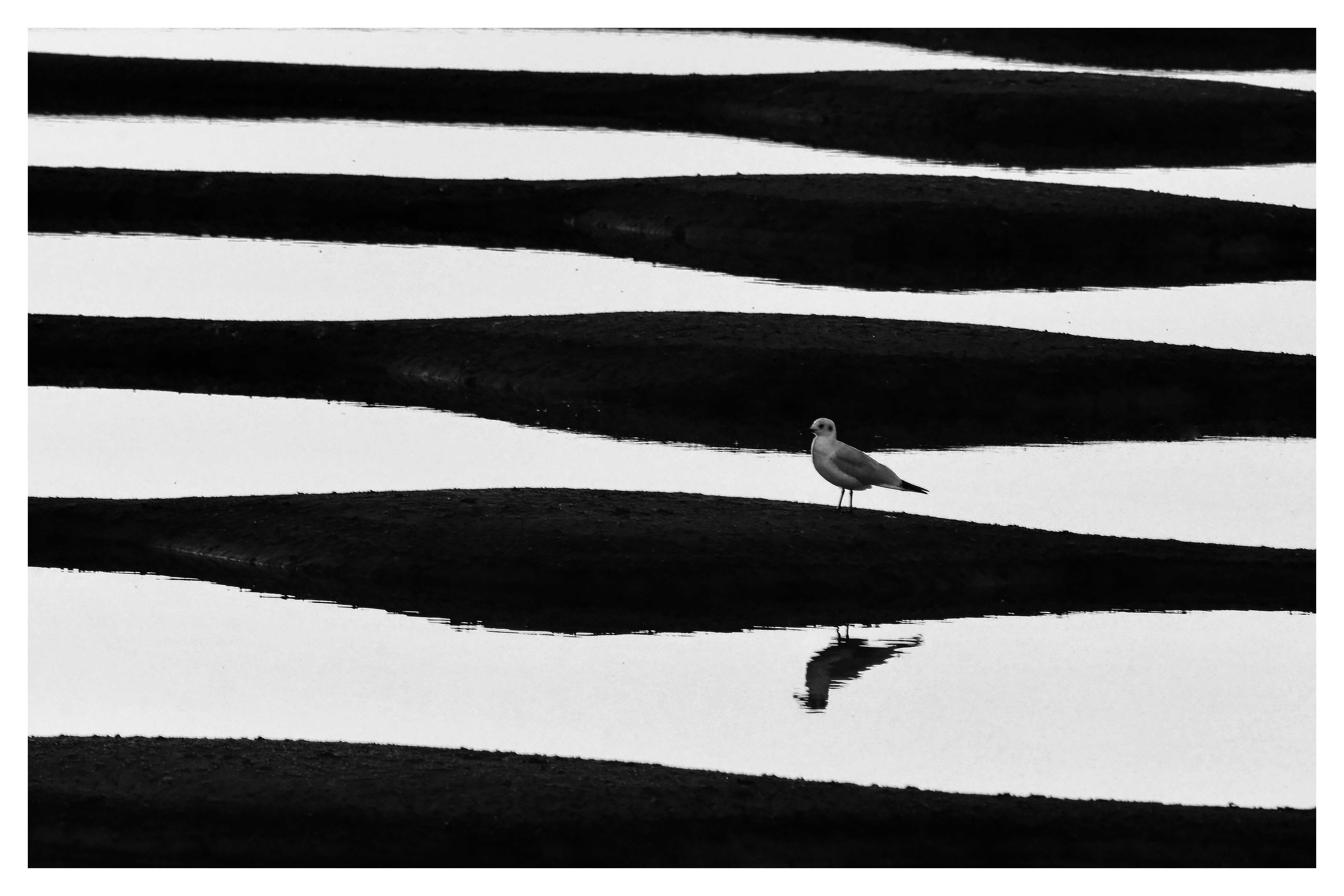 bird in a soil lot grey-scale photography