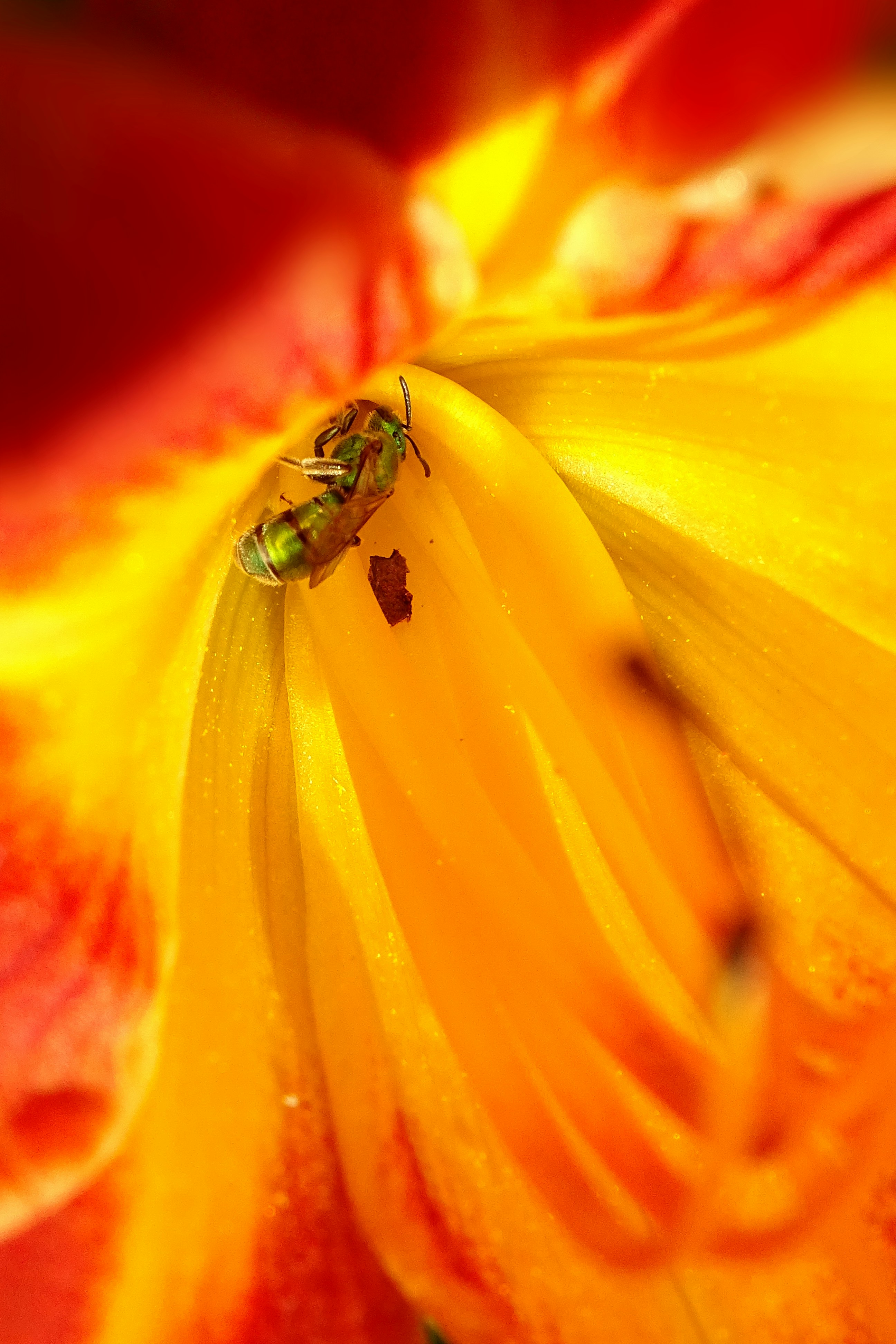 Emerald Hoverfly on a Sunburst Bloom