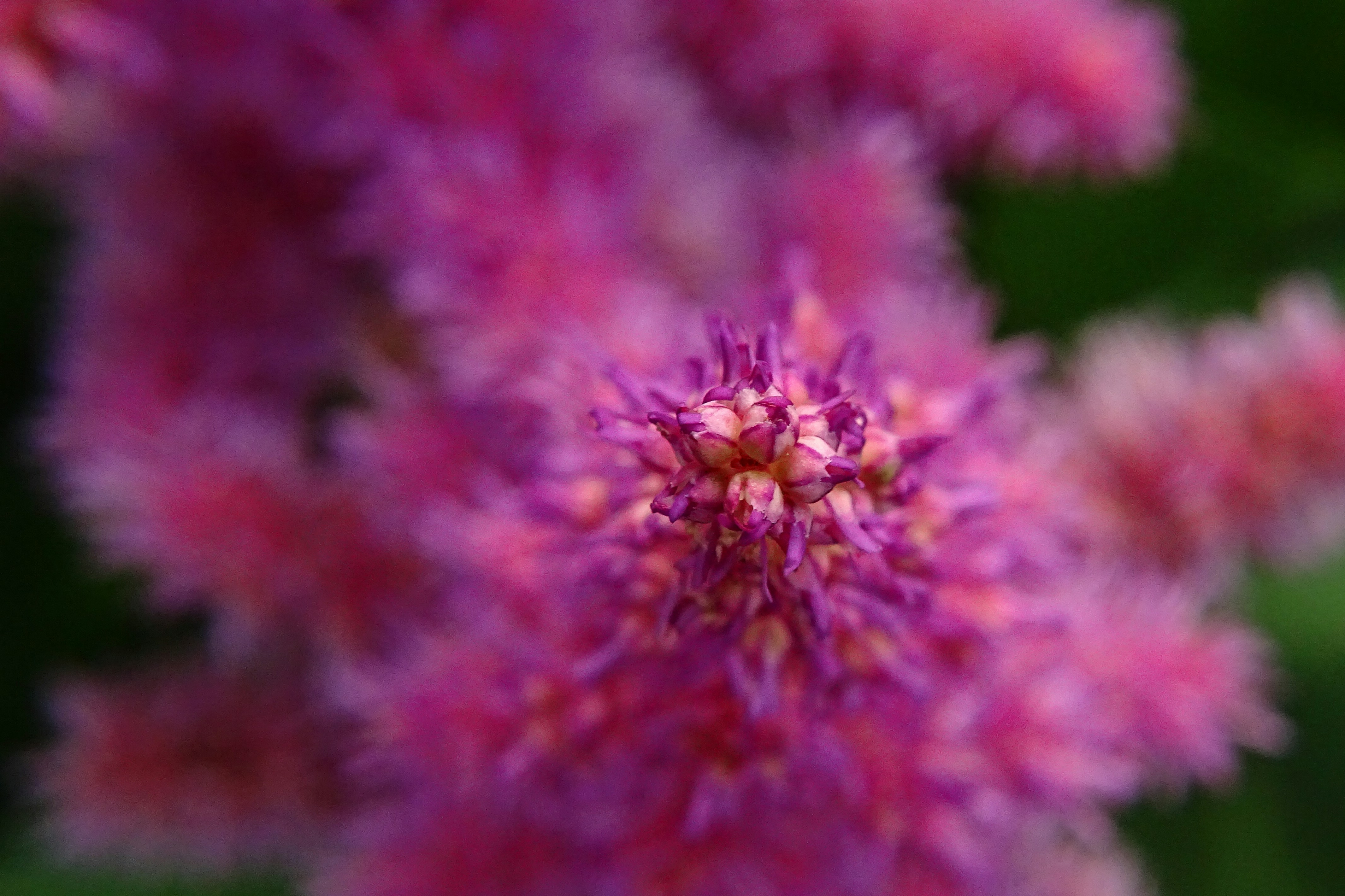 Close-up of a vibrant pink flower showcasing intricate details and textures of its petals. The composition highlights the flower's vivid colors and delicate structure.