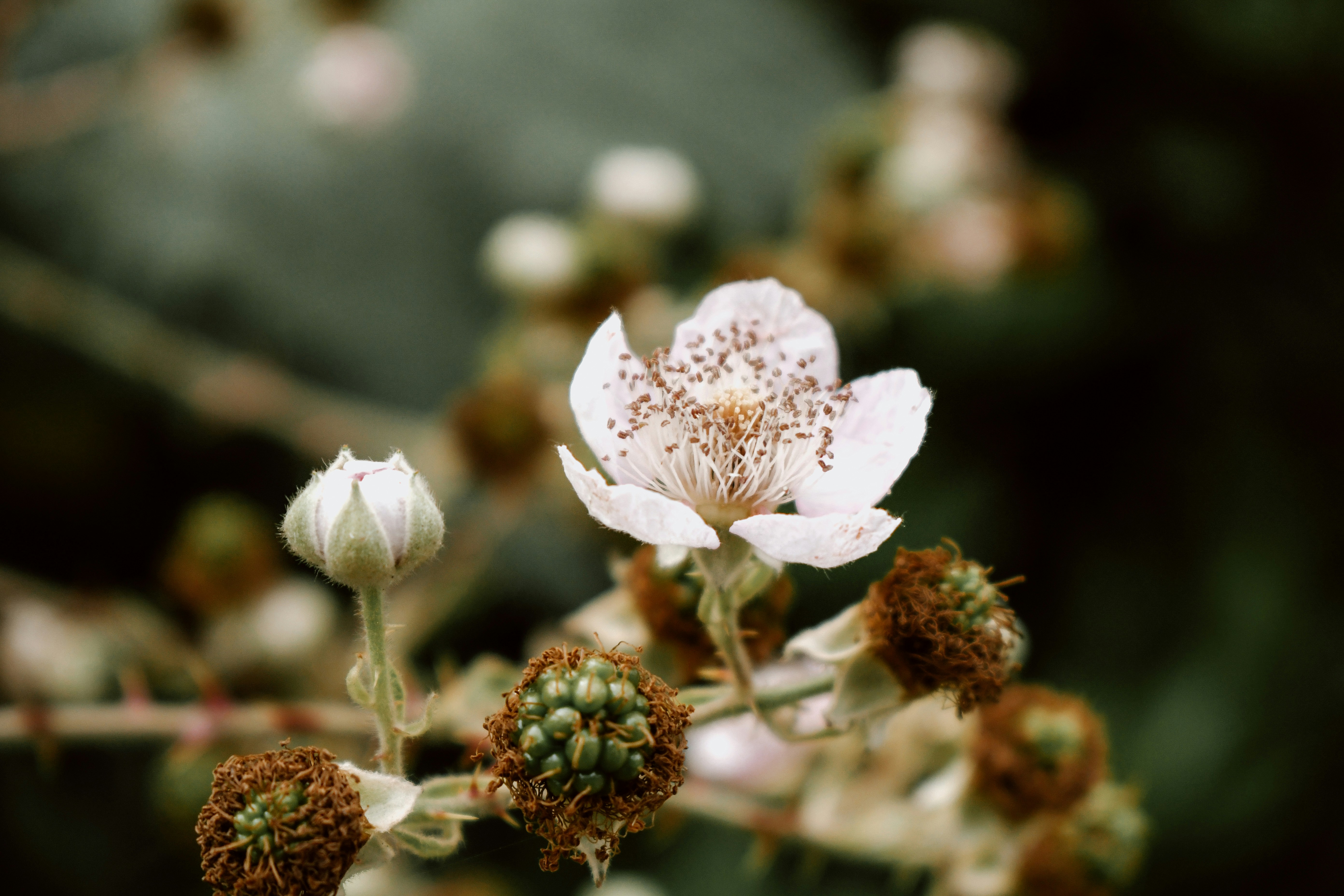 Whispering Bloom: A Pale Flower Among Seed Heads