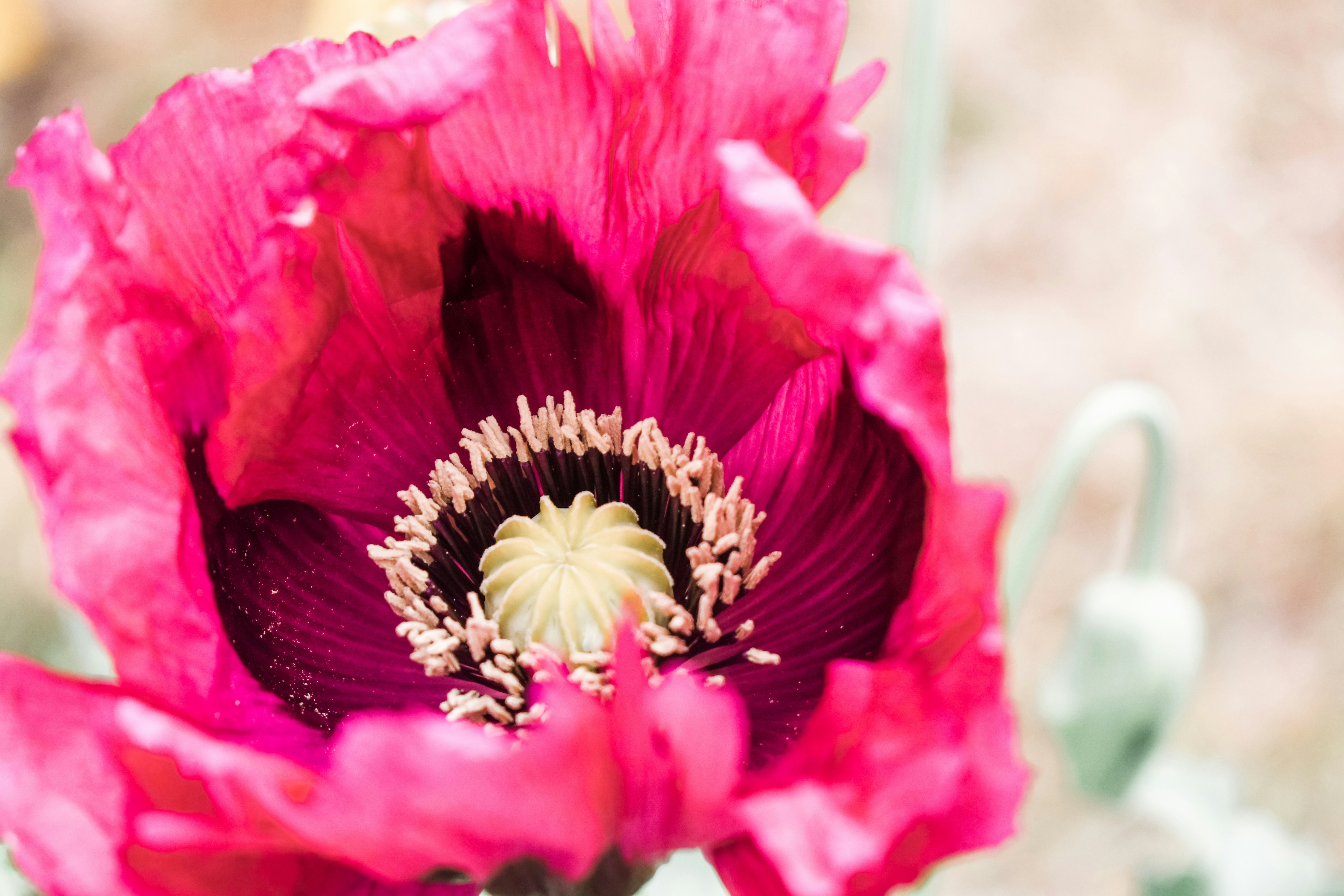 Magenta Poppy Center: Velvet Petals Framing a Pale Pistil