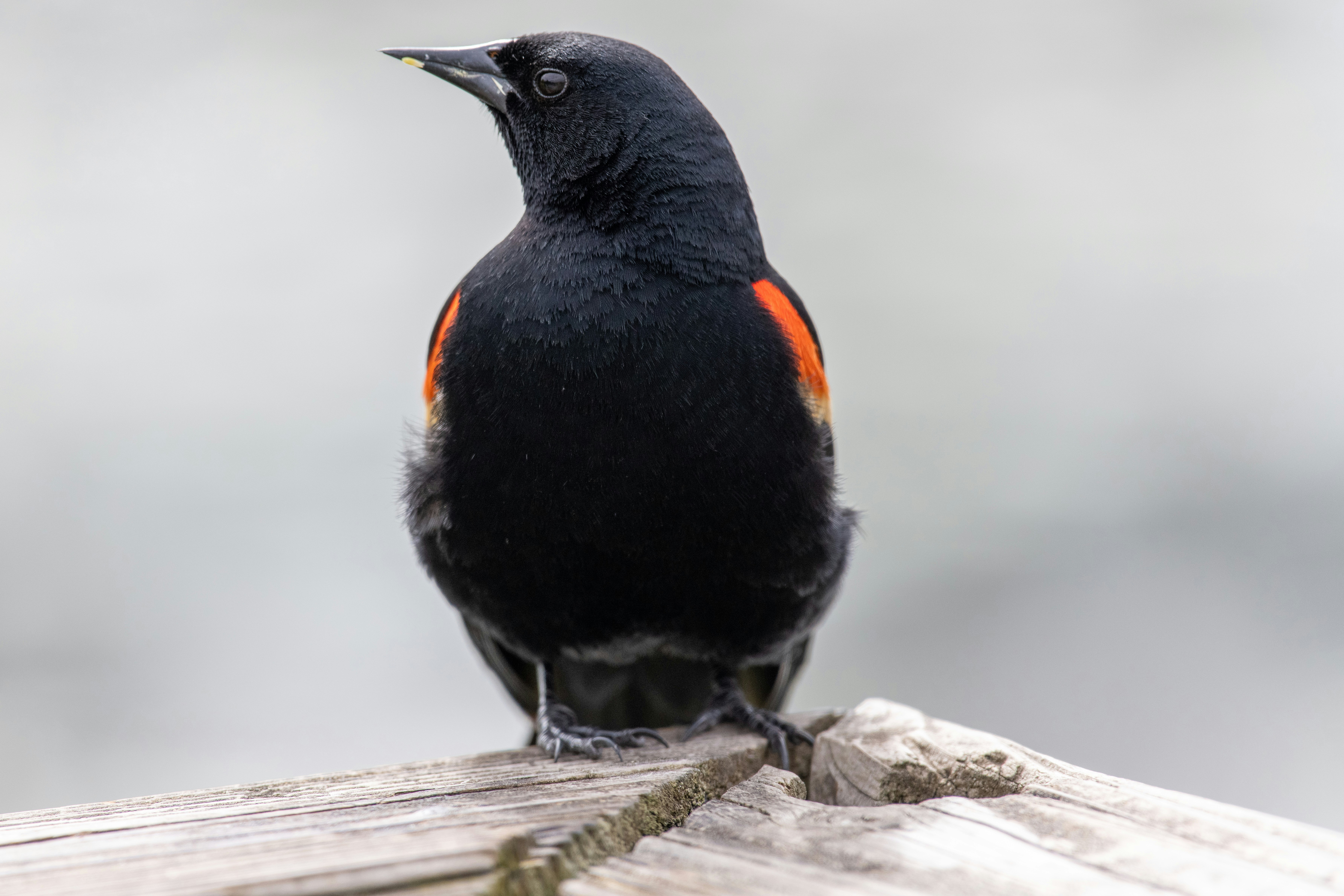 Red-winged blackbird perched on a weathered wooden post, showcasing its striking plumage against a muted background.